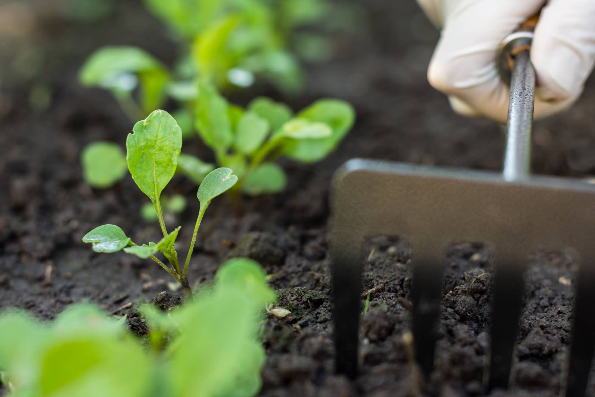 Vegetables to Plant in October for a Late Harvest - Dengarden
