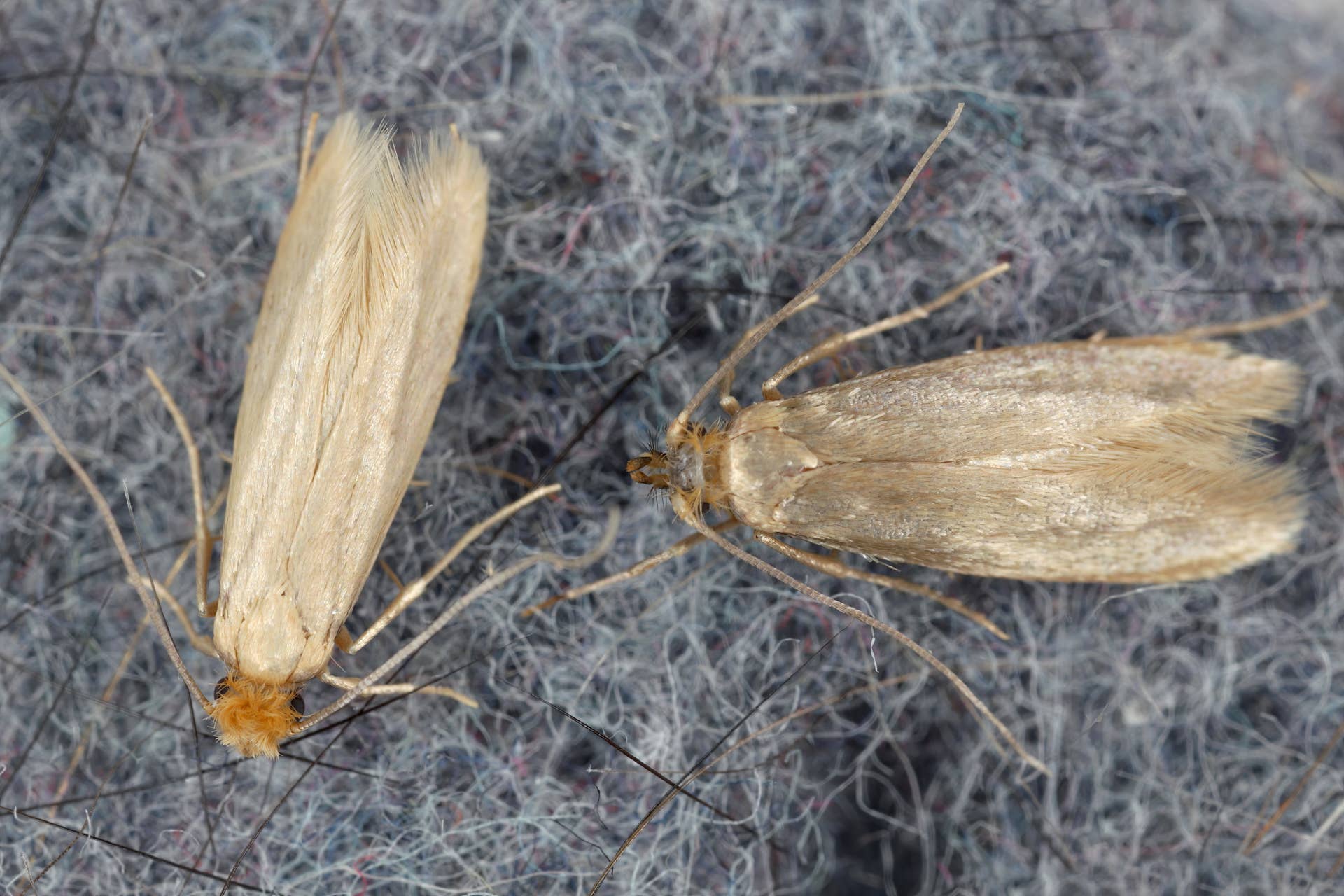 How to Identify and Get Rid of Clothes Moths in Your Home - Dengarden
