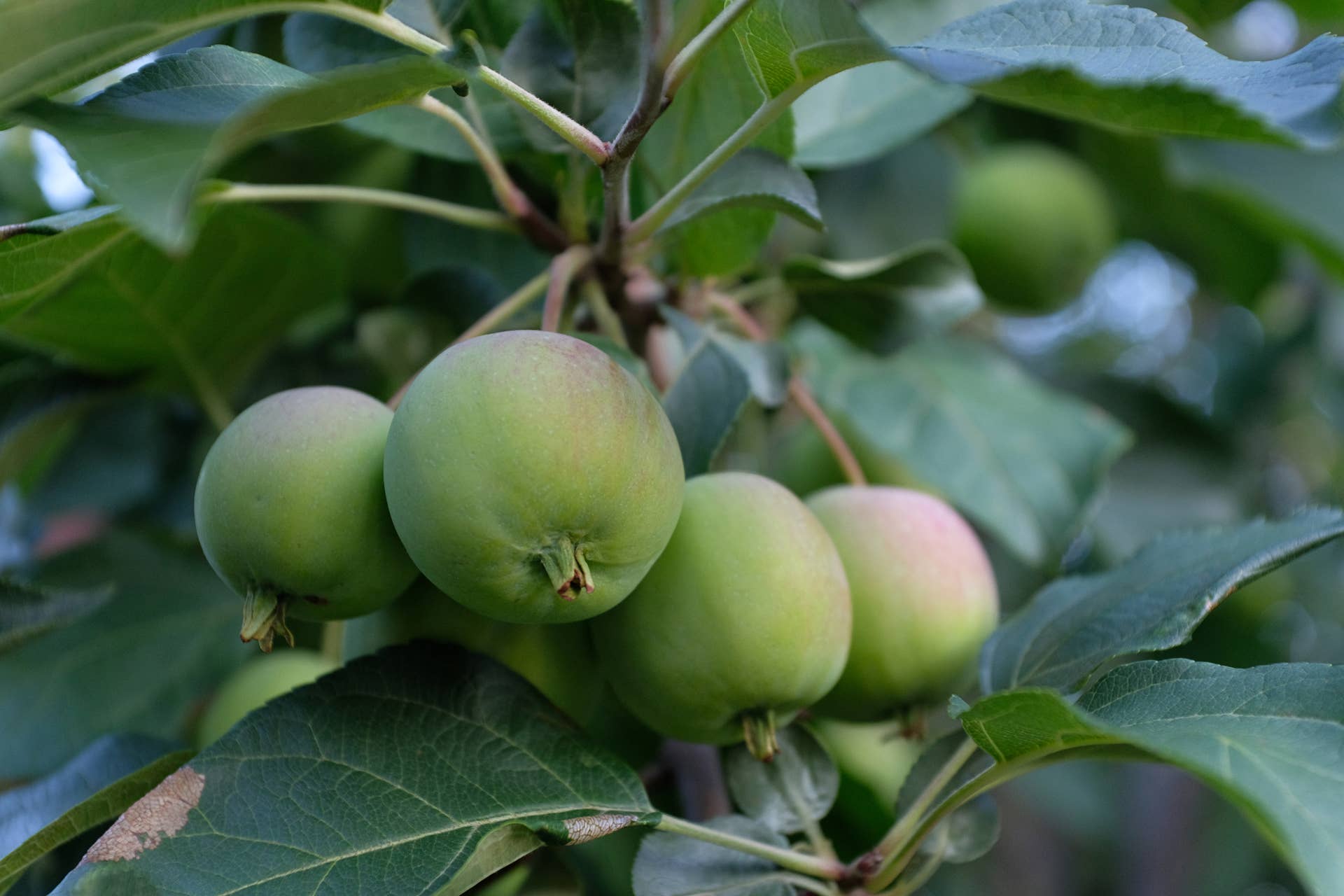 How to Know When to Pick Apples: A Failsafe Harvesting Method - Dengarden