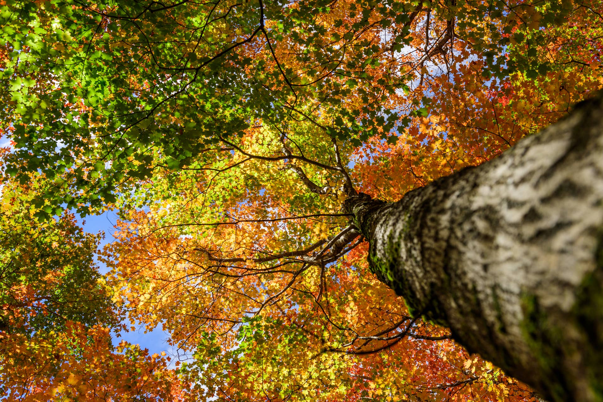 Silver Maple: Nuisance Tree or Landscaper's Dream? - Dengarden