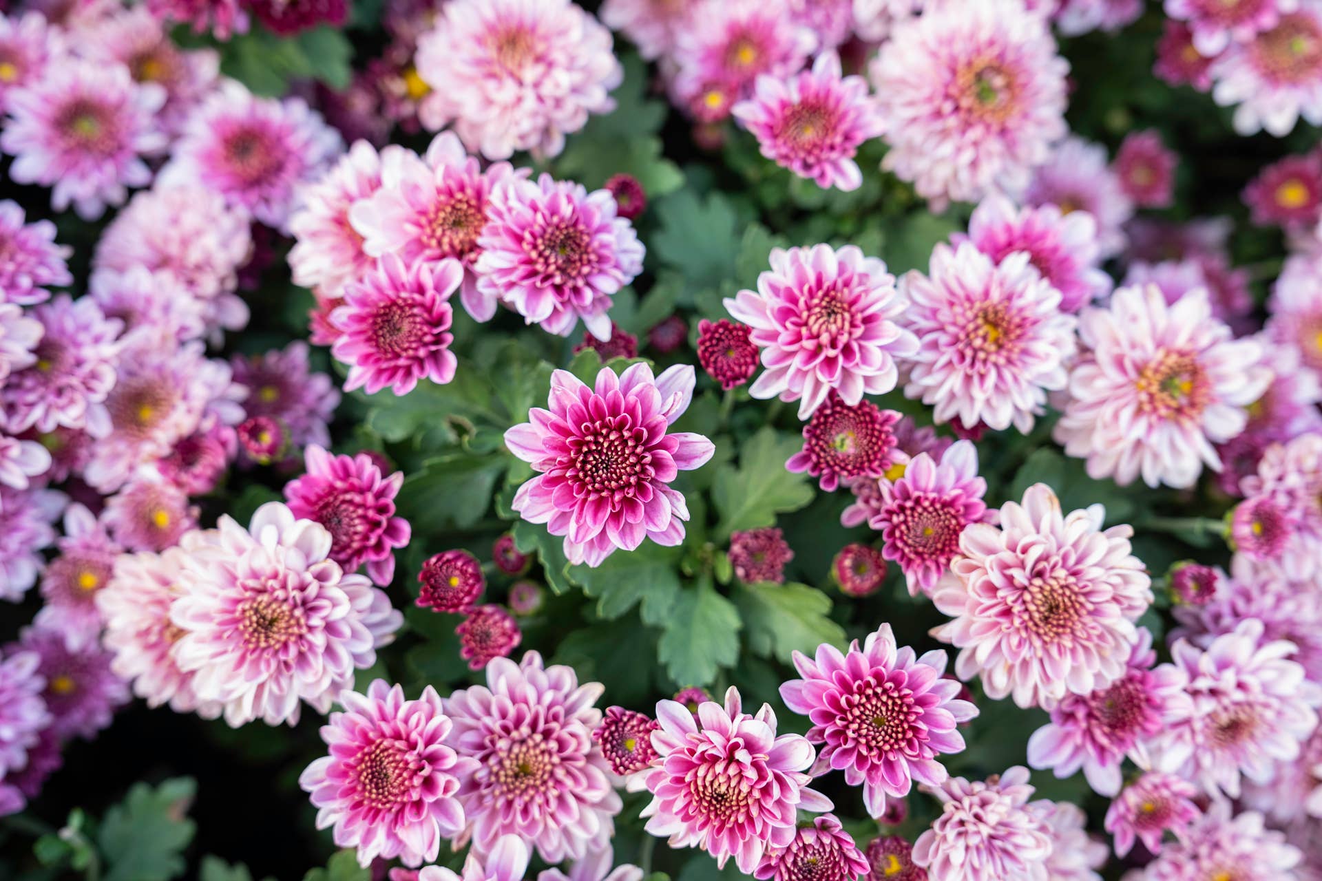 Flower Gardening Tips: Planting, Care & Seasonal Blooms - Dengarden