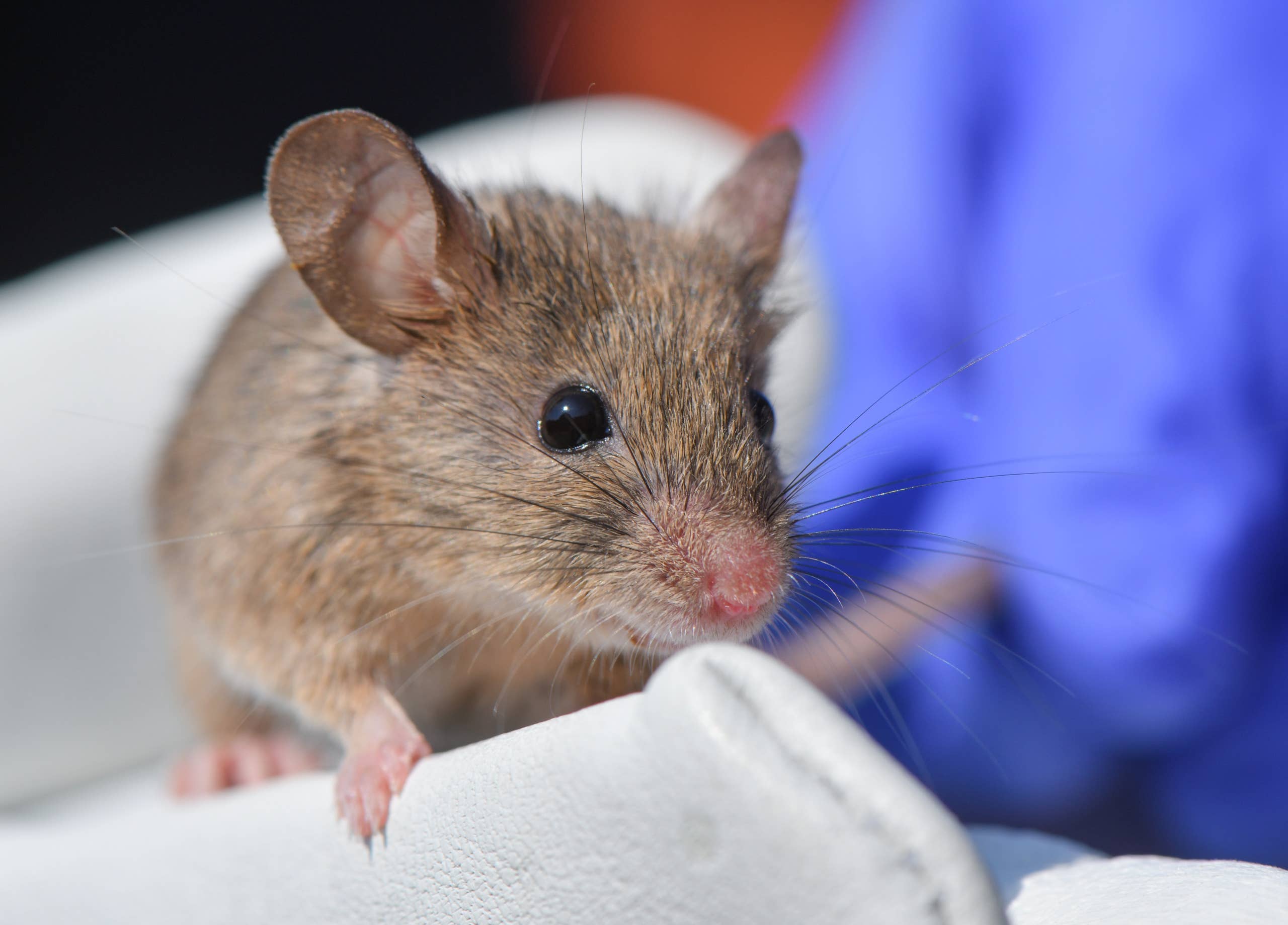 The Best Kid-Safe and Pet-Friendly Mousetraps - Dengarden