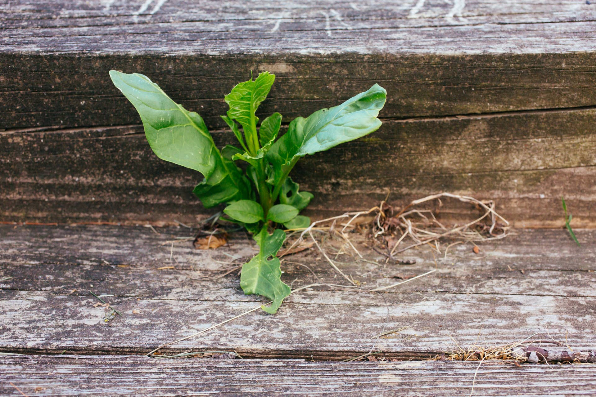 15 Common Garden Weeds (With Pictures) - Dengarden