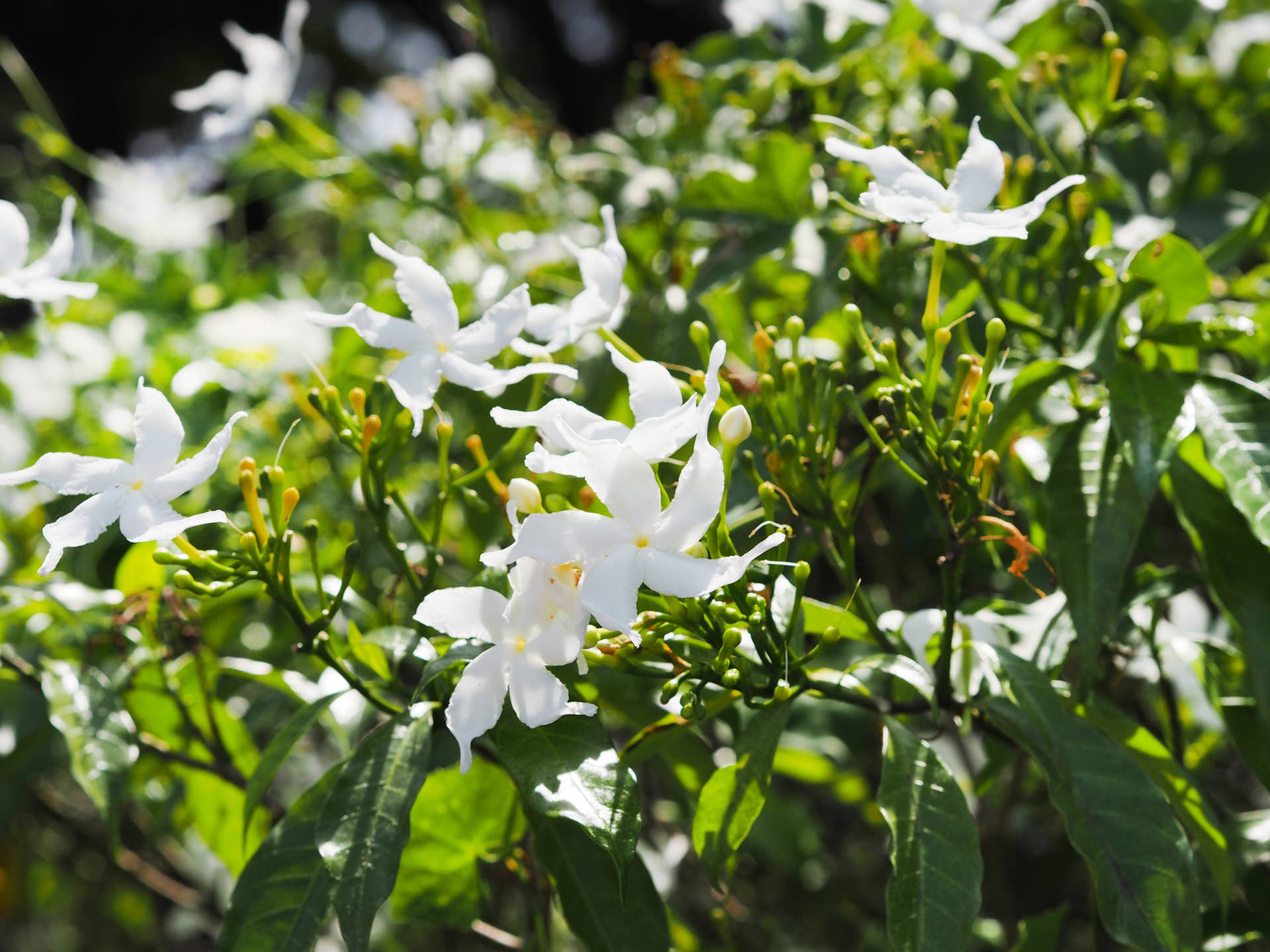 Best Border Flowers: 10 Options for the Edge of Your Garden - Dengarden