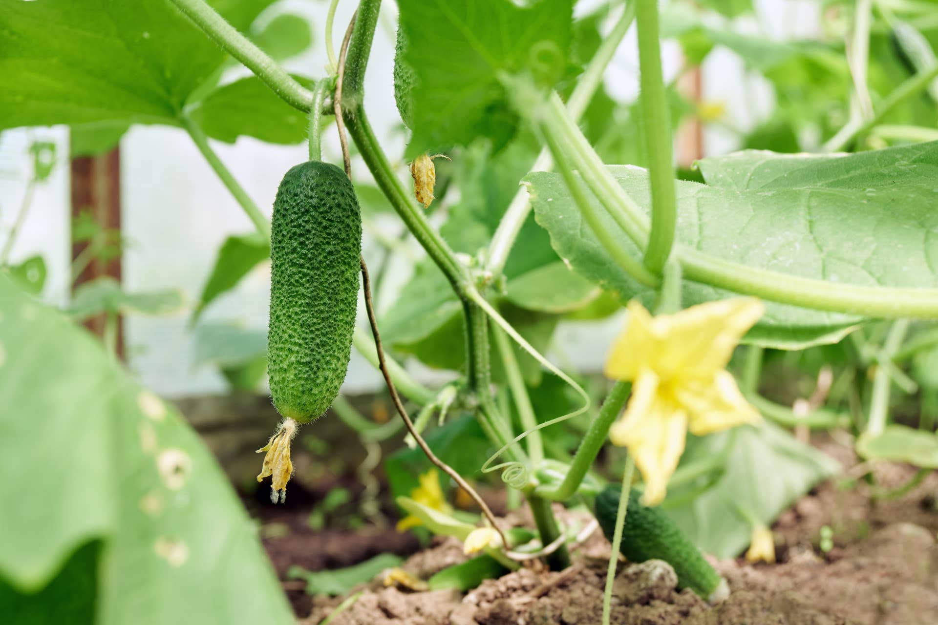 What Is a Kitchen Garden and How to Start One - Dengarden