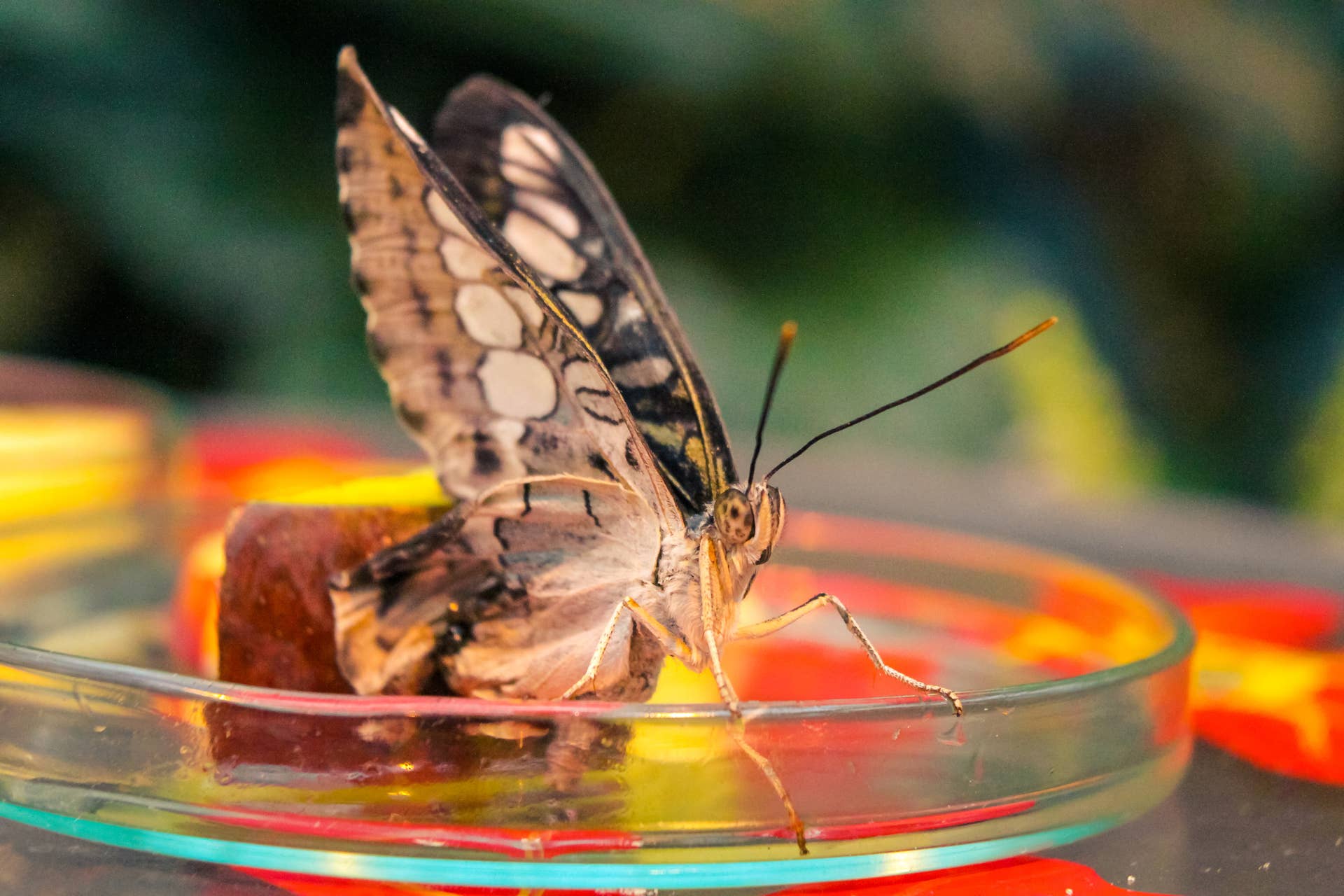 What is a Butterfly Puddler & How to Make One - Dengarden