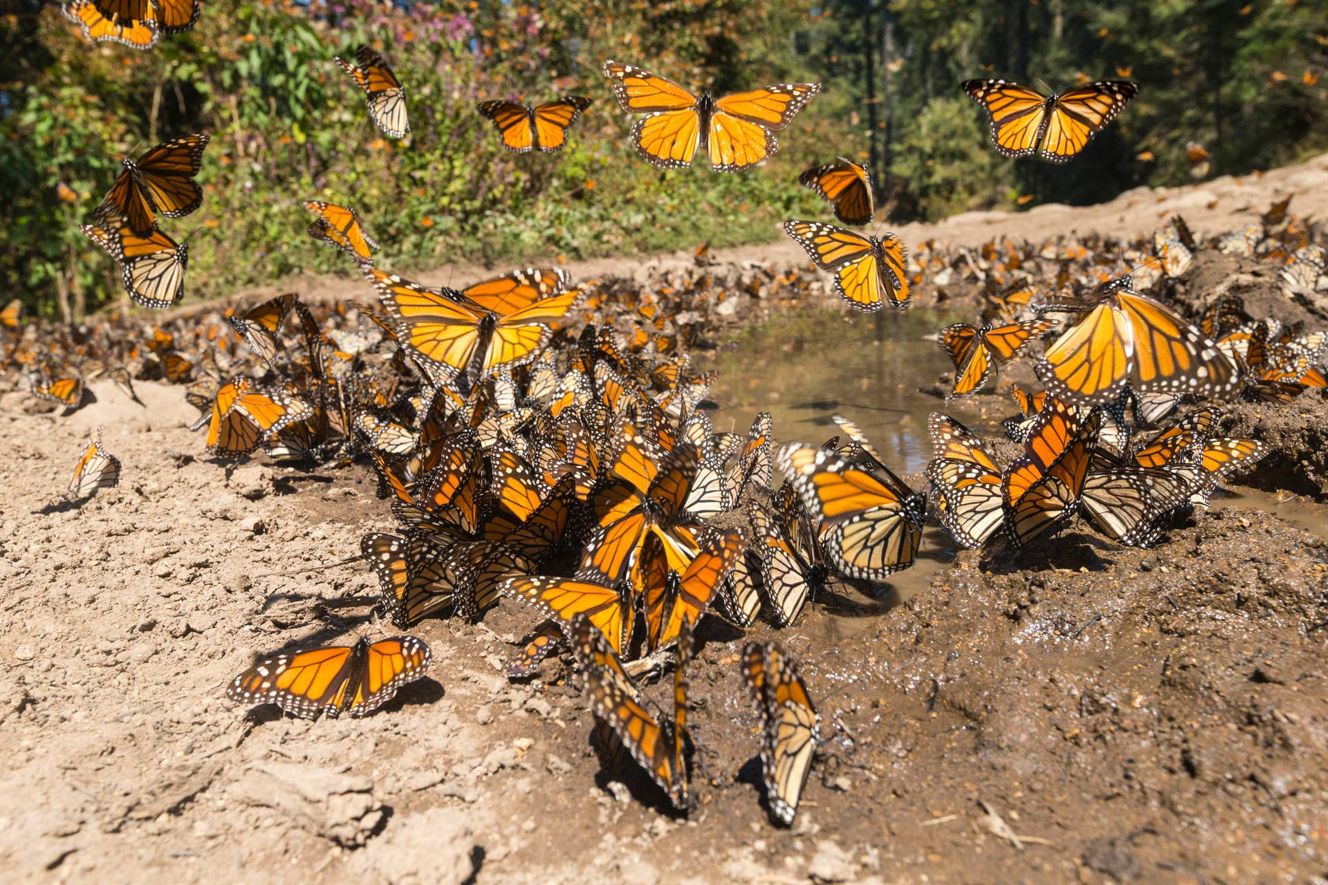 What is a Butterfly Puddler & How to Make One - Dengarden