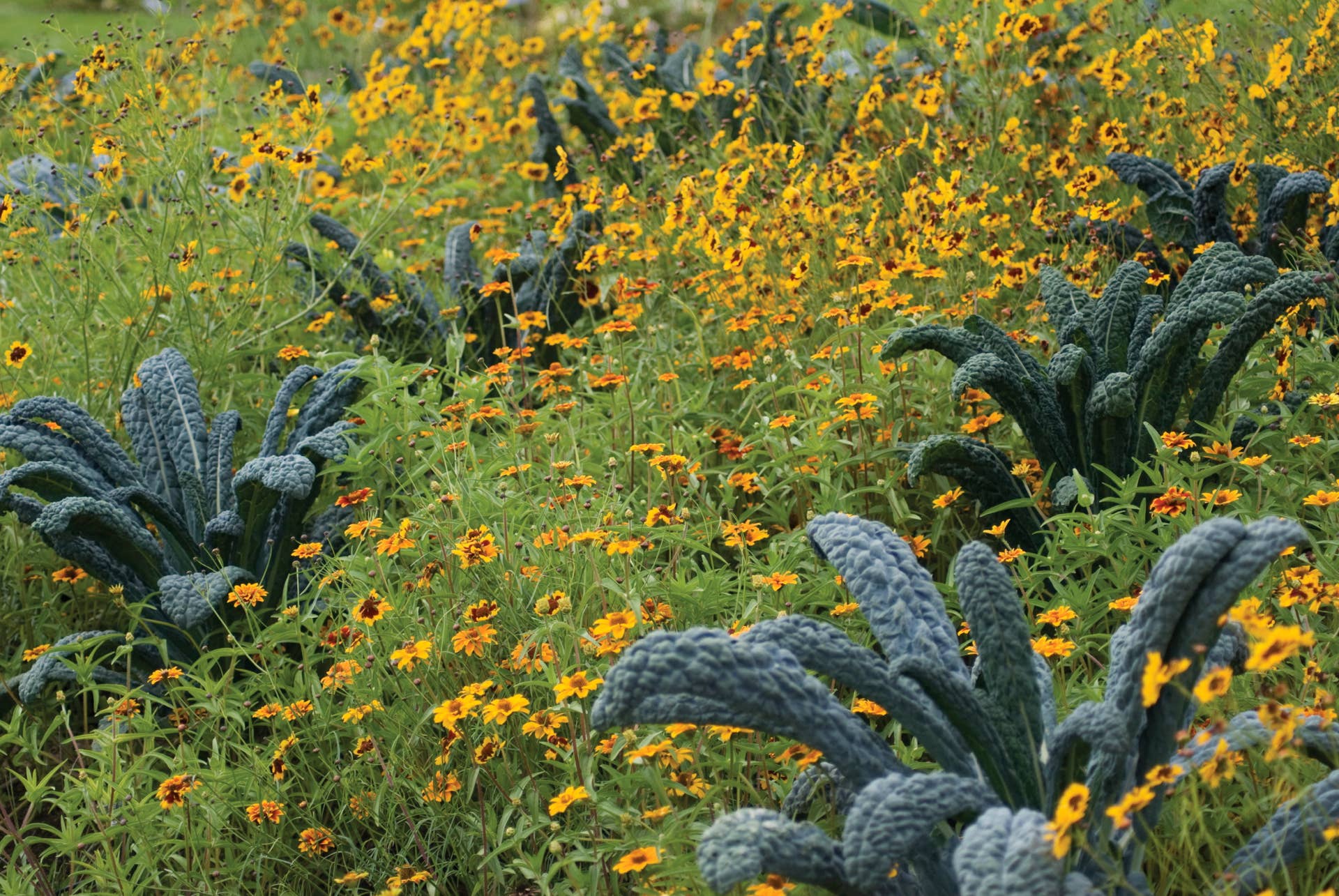 How to Plant and Grow Kale - Dengarden