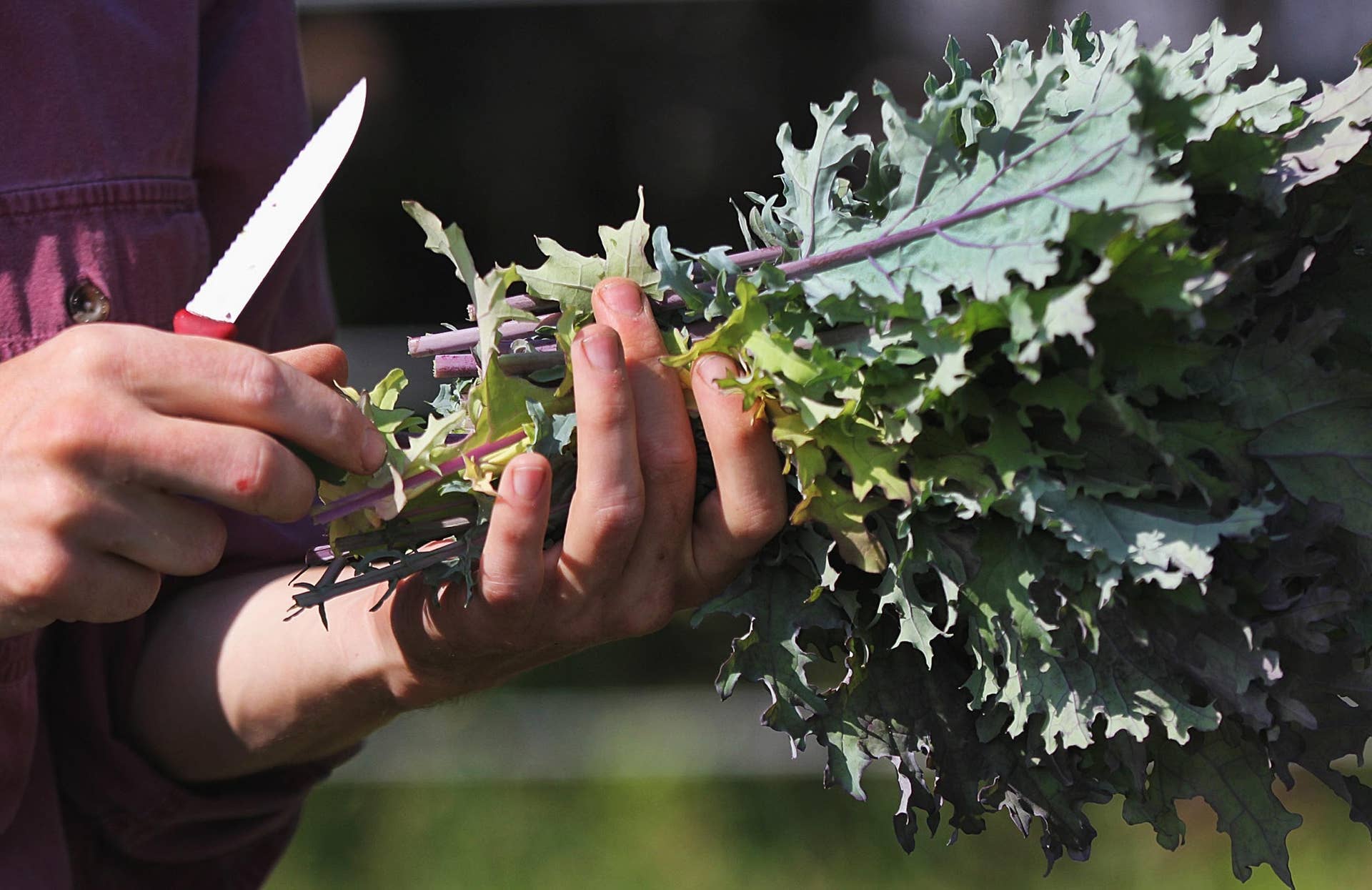 How to Plant and Grow Kale - Dengarden