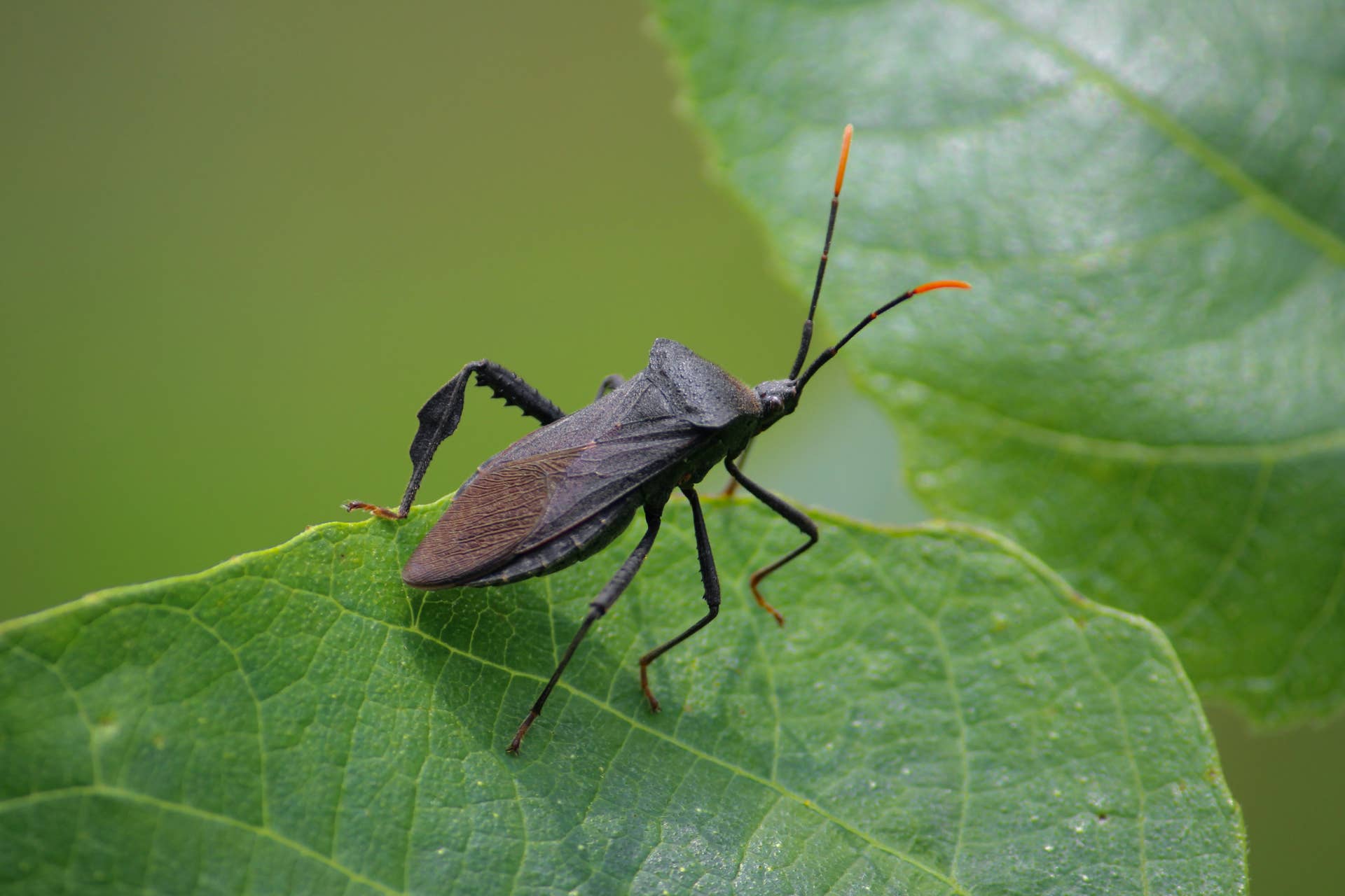 What Are Leaf-Footed Bugs and Are They Harmful? - Dengarden