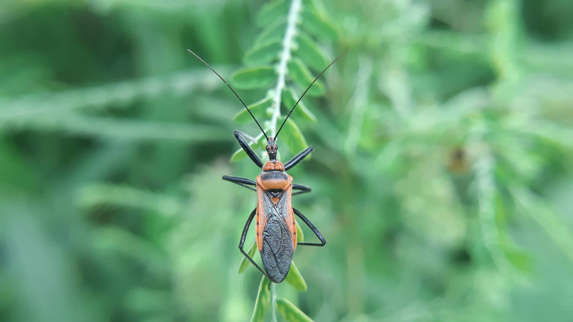 What Are Leaf-Footed Bugs and Are They Harmful? - Dengarden