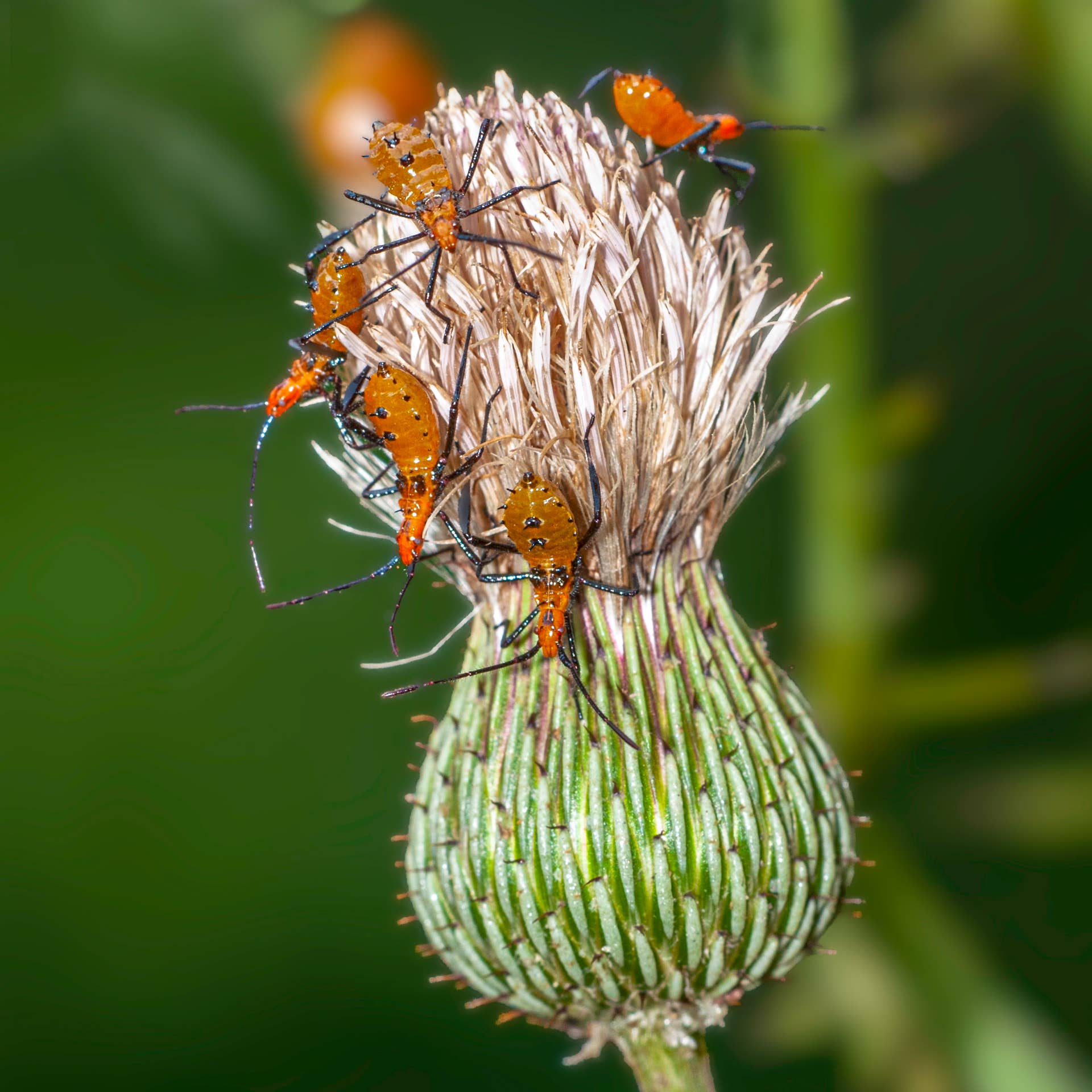 What Are Leaf-Footed Bugs and Are They Harmful? - Dengarden