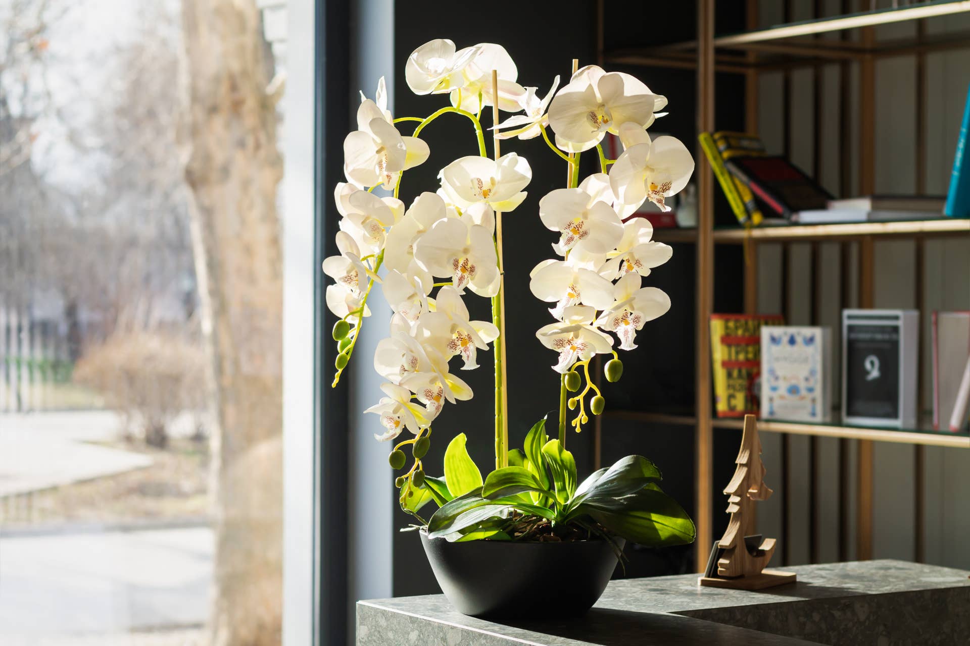 How Often Do Orchids Bloom? - Dengarden