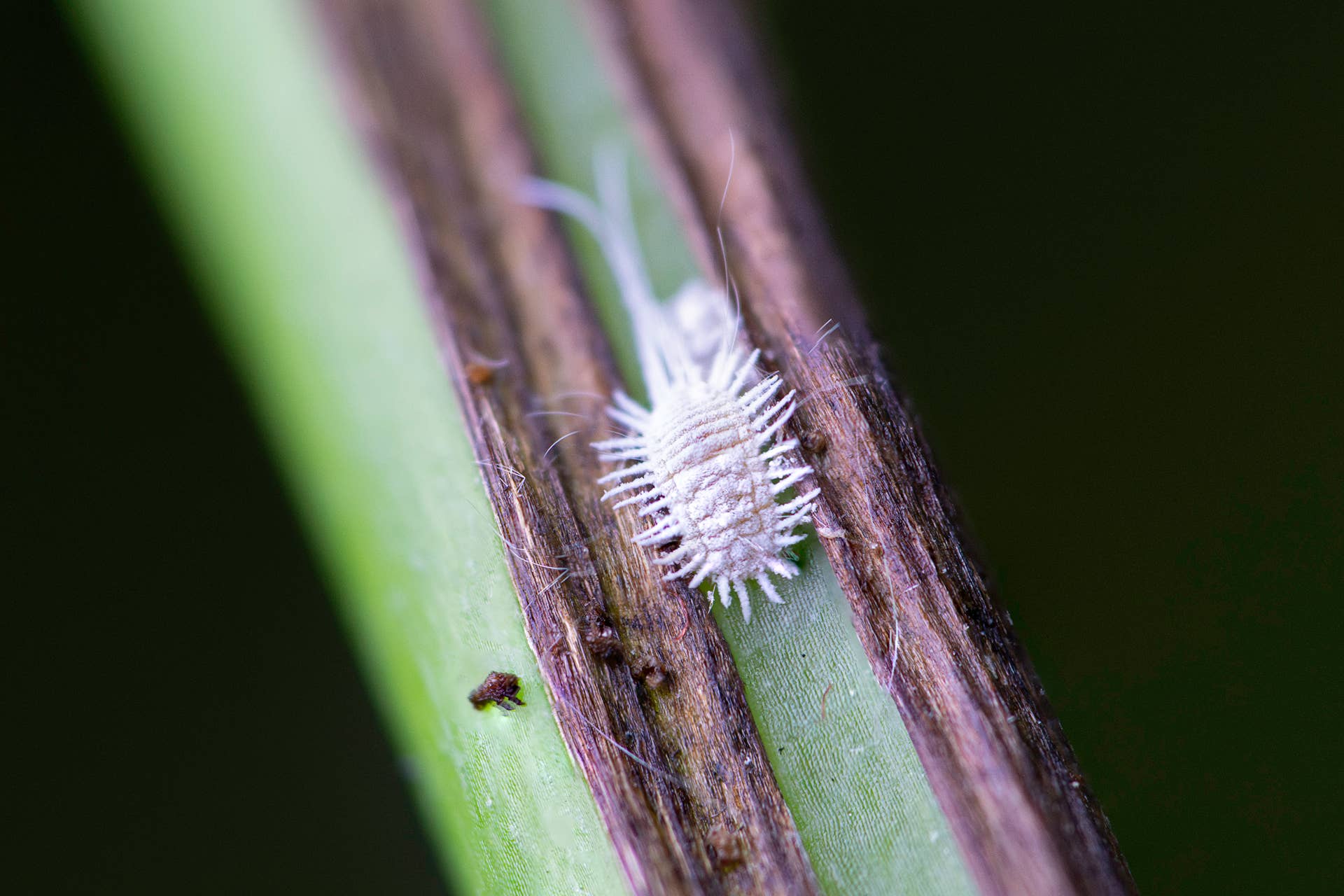 Woolly Aphids: What They Are and How to Get Rid - Dengarden