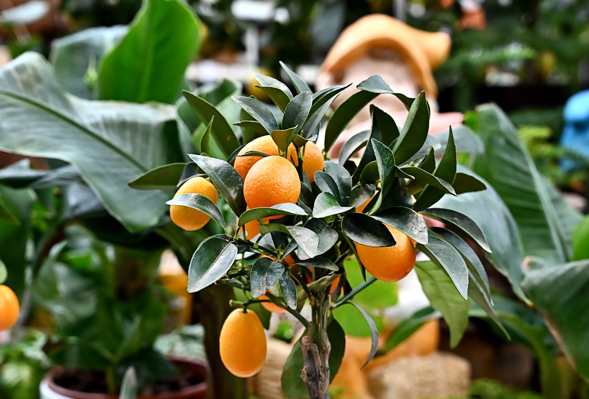 10 Best Plants to Grow in a Greenhouse - Dengarden