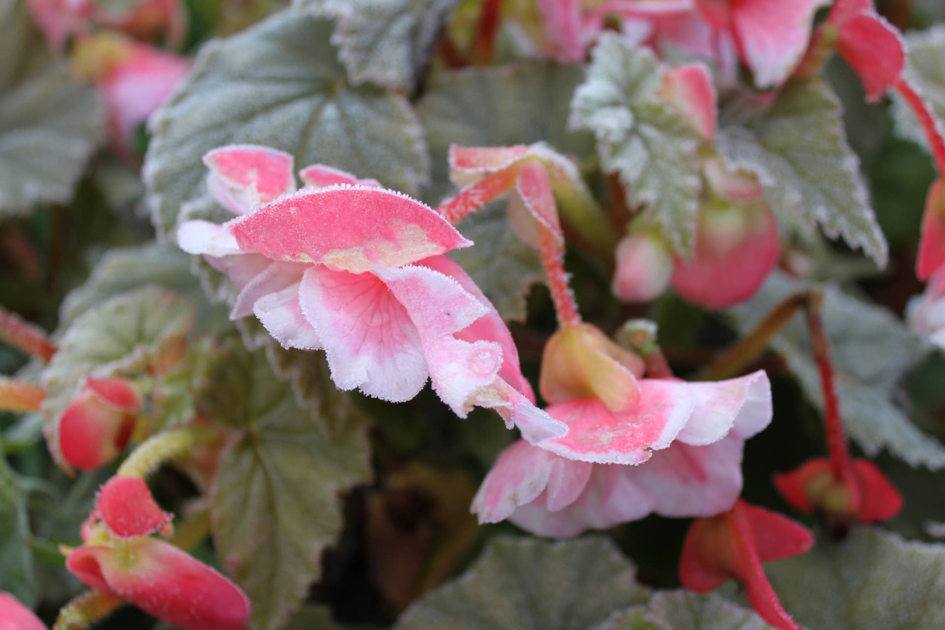 Proven Ways to Protect Tender Perennials From Frost - Dengarden