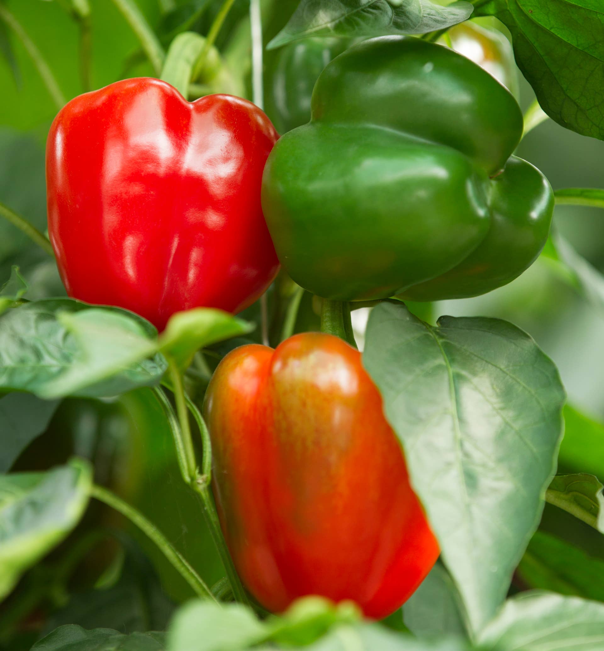 How to Turn a Green Pepper Red, on or off the Vine - Dengarden