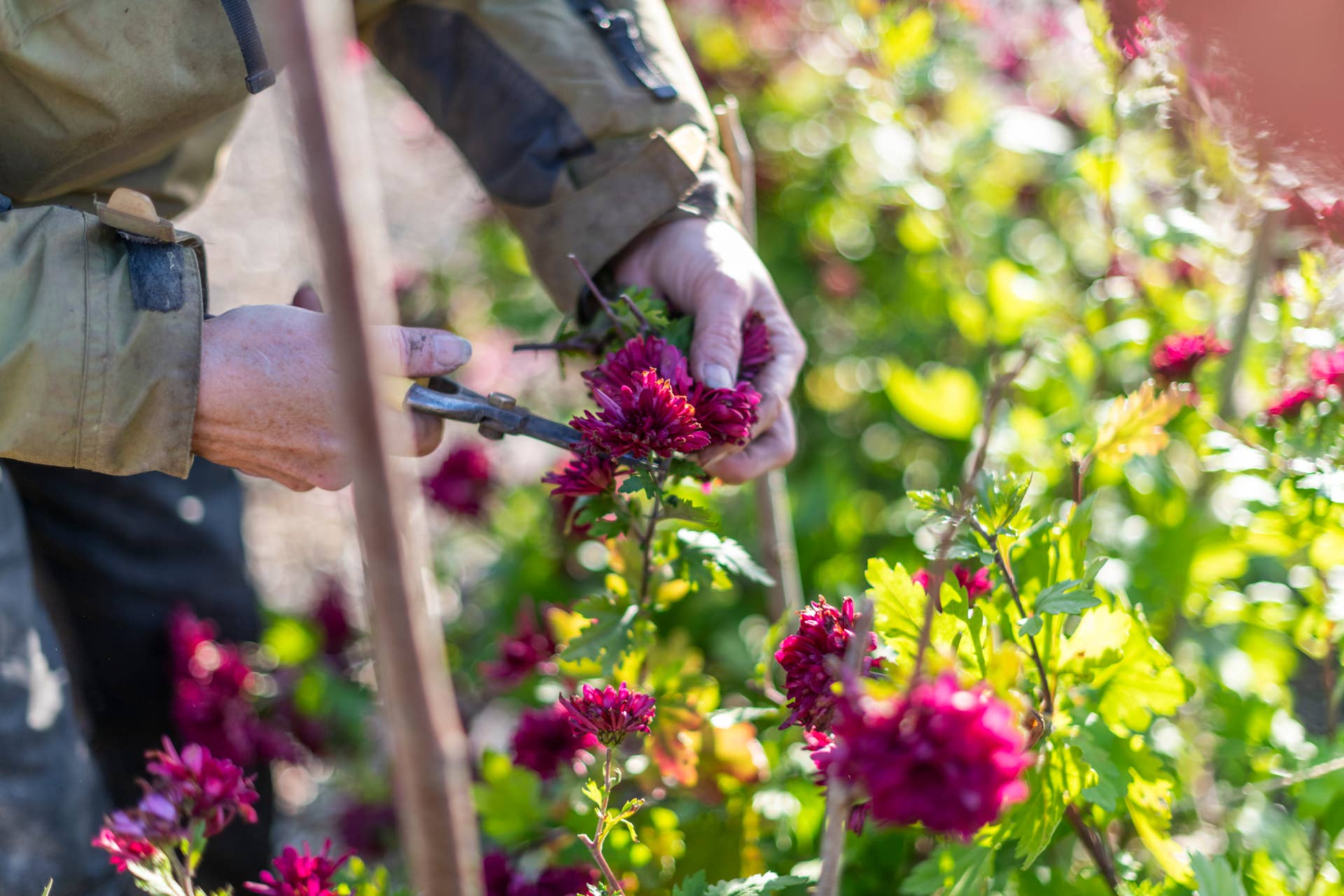 How to Propagate Chrysanthemums: A Step-by-Step Guide - Dengarden