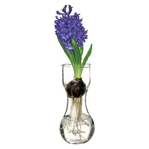 Aldi Is Bringing Its 'Beautiful' $5 Hyacinth Back to Stores - Dengarden