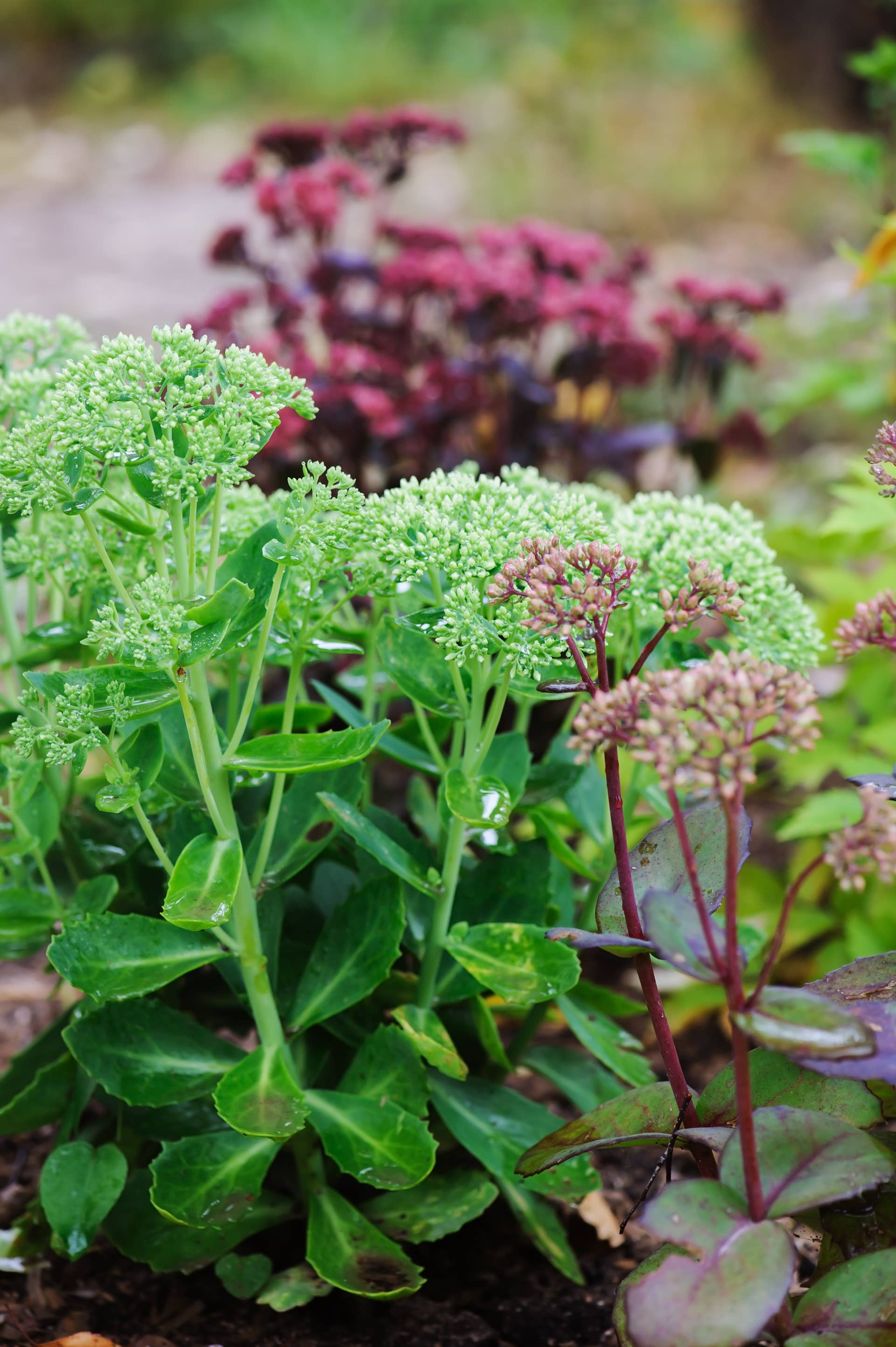 15 Low-Maintenance Perennials for Your Garden - Dengarden