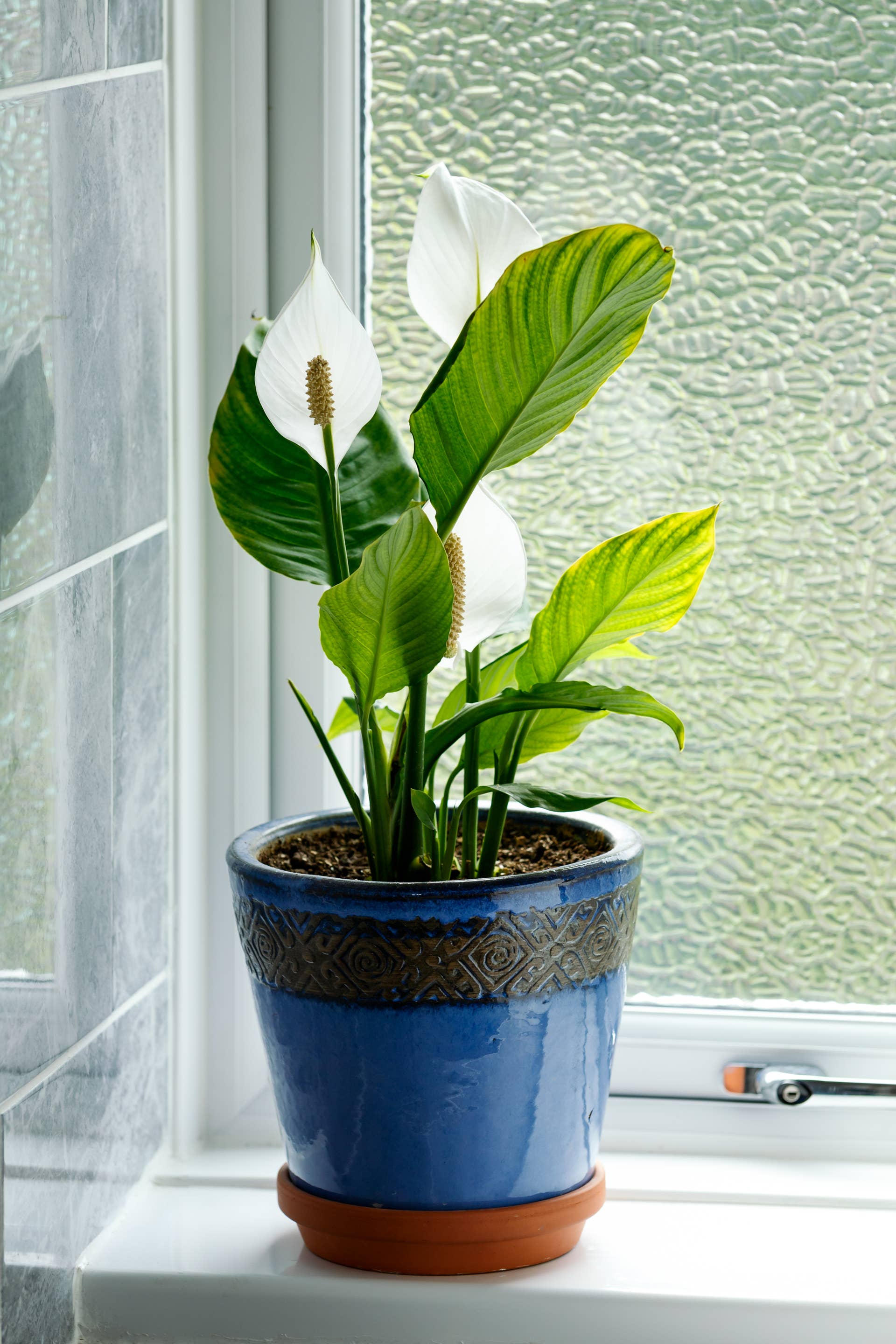 The Best Low-Maintenance Houseplants for Busy People - Dengarden