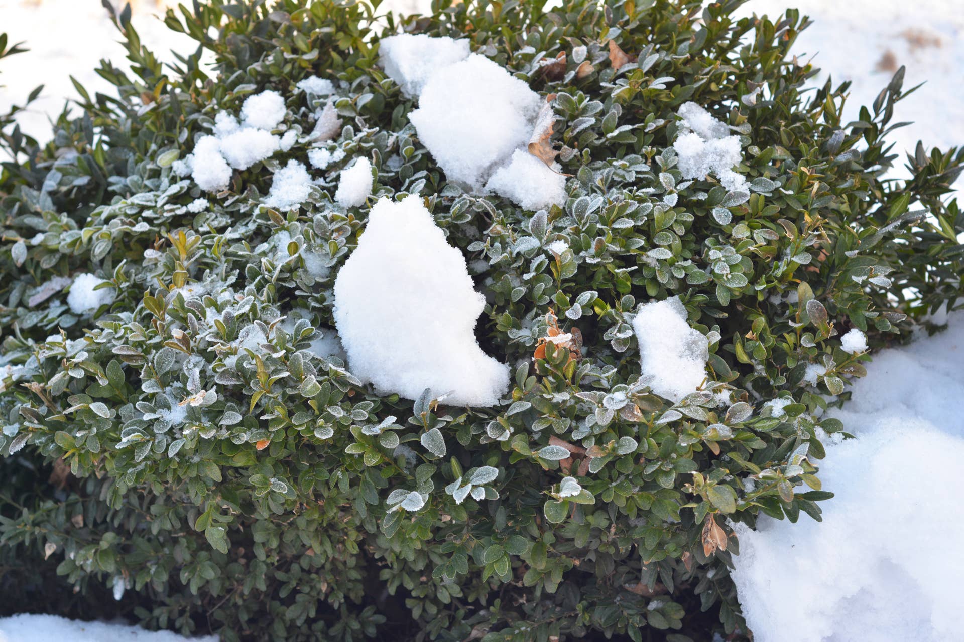 Why Boxwood Turns Brown at the End of Winter - Dengarden