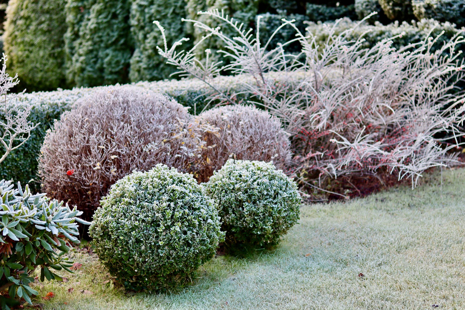Why Boxwood Turns Brown at the End of Winter - Dengarden