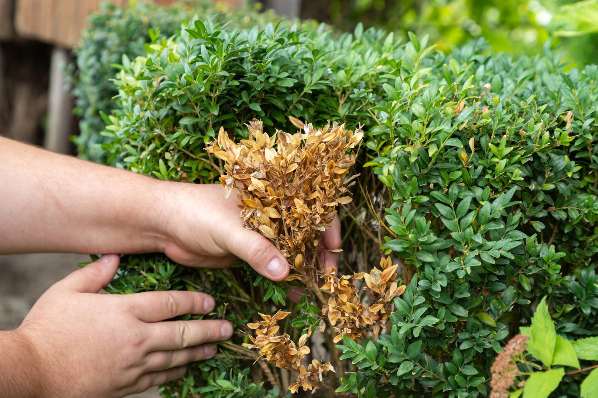 Why Boxwood Turns Brown at the End of Winter - Dengarden