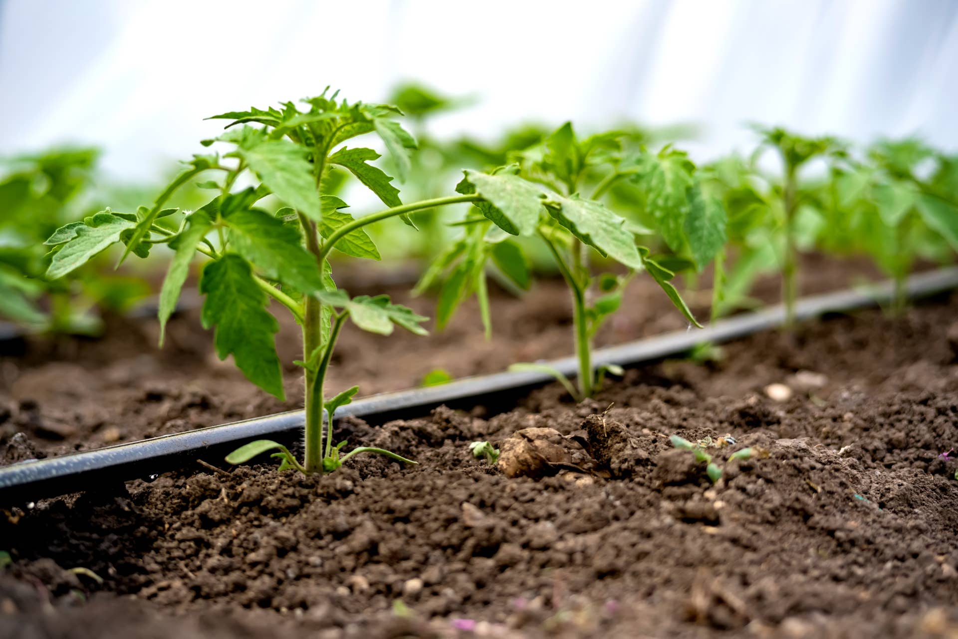 7 Vegetable Seeds to Direct Sow in May - Dengarden