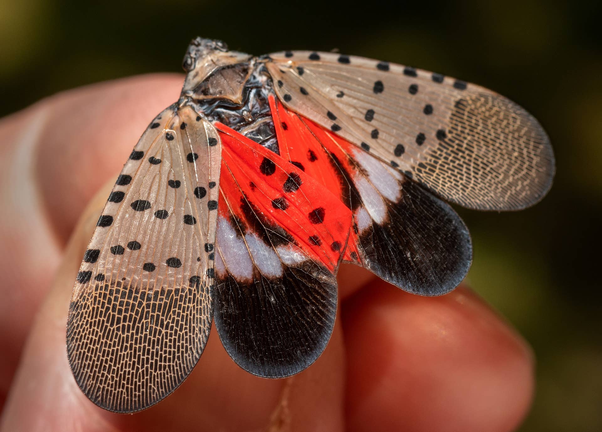 How to Identify and Remove Spotted Lanternfly Eggs - Dengarden