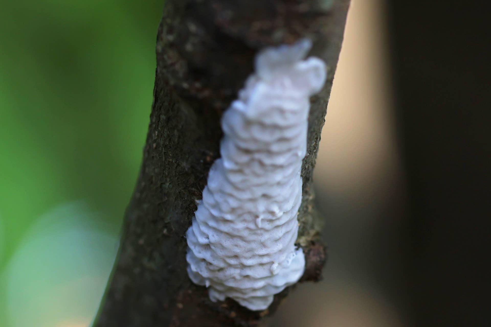 How to Identify and Remove Spotted Lanternfly Eggs - Dengarden