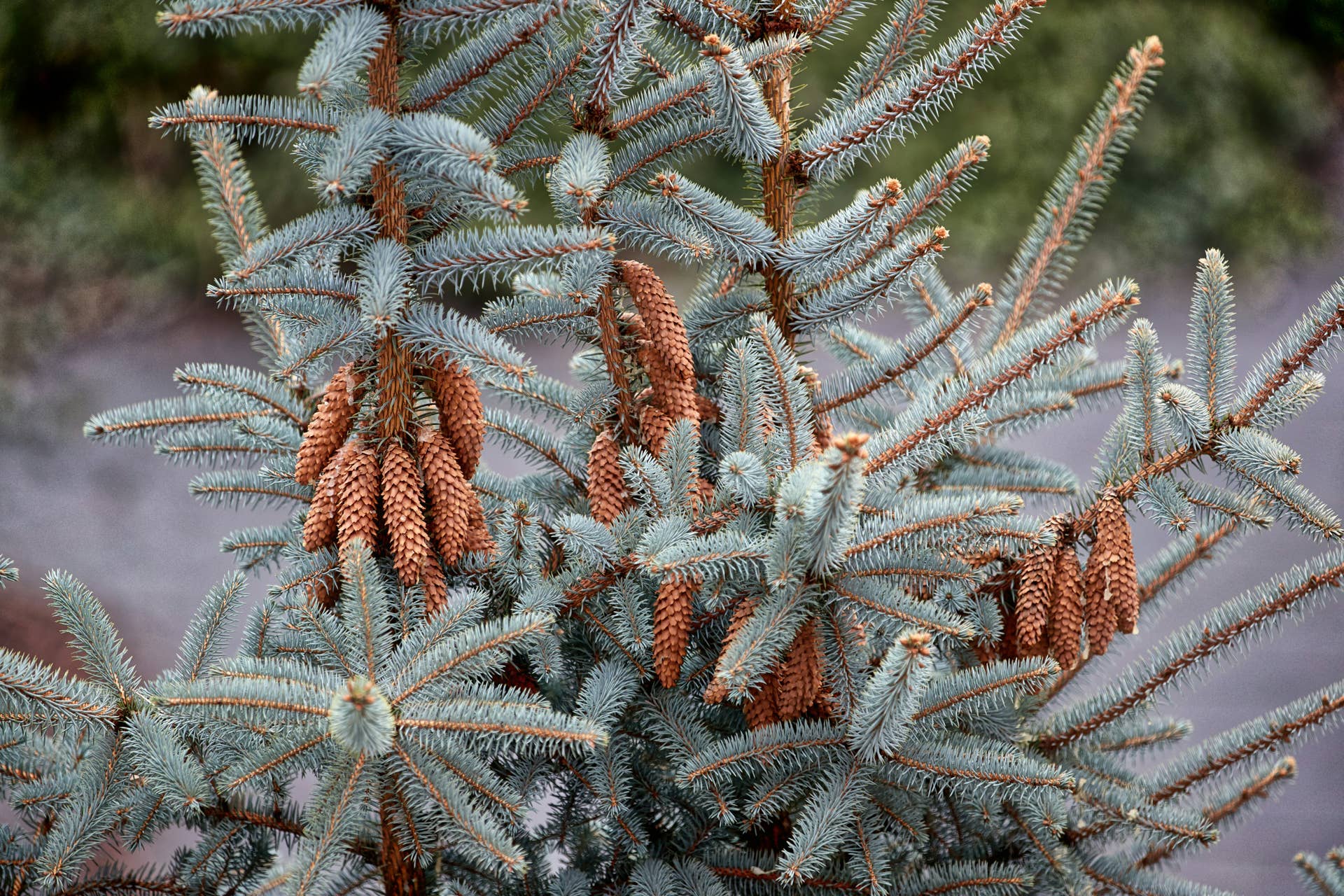 Never Use Rock Salt Near These 8 Plants — It Can Kill Them Come Spring ...