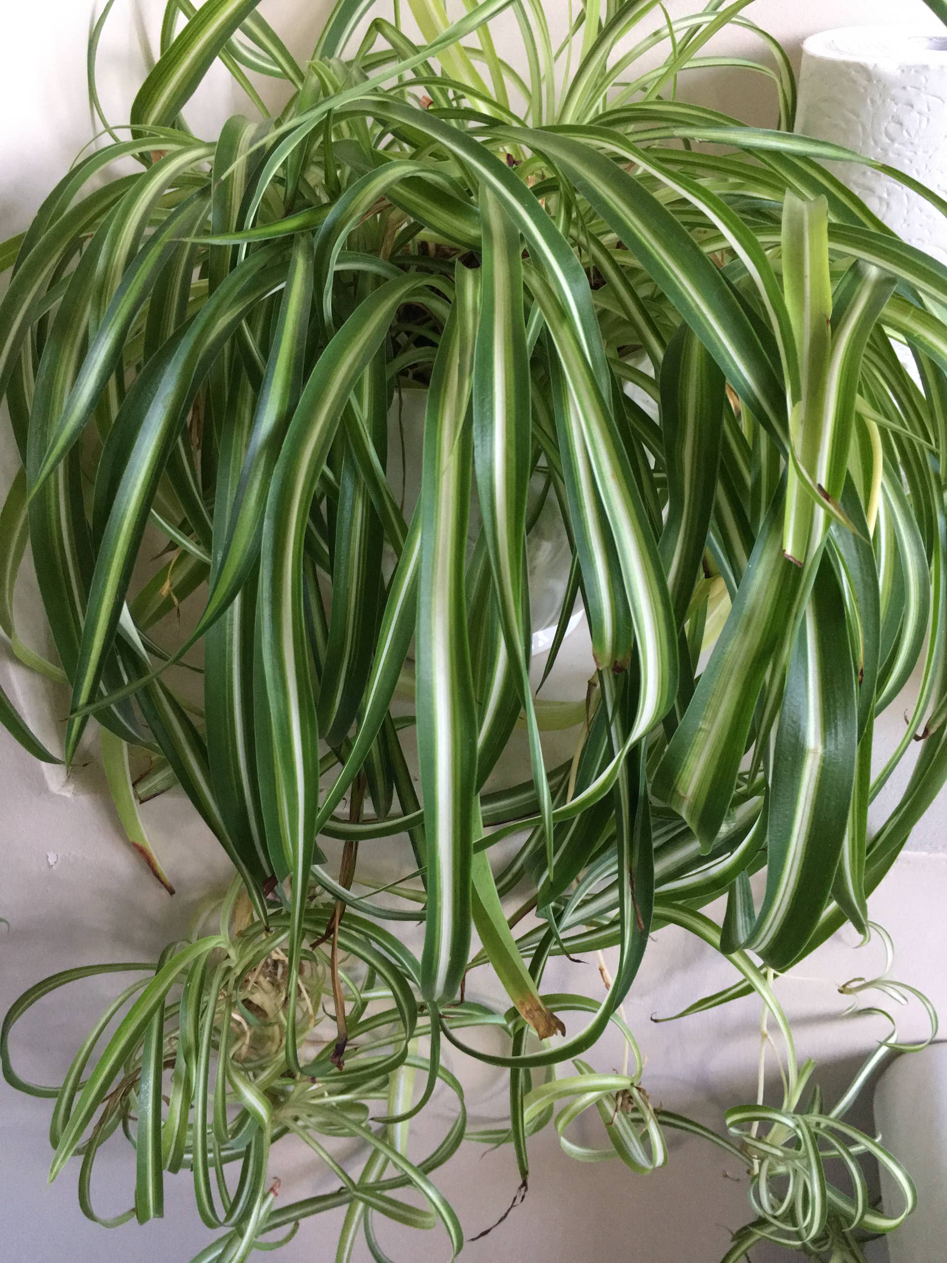 How Often Should You Water Your Spider Plant? 5 Tips to Get it Right ...
