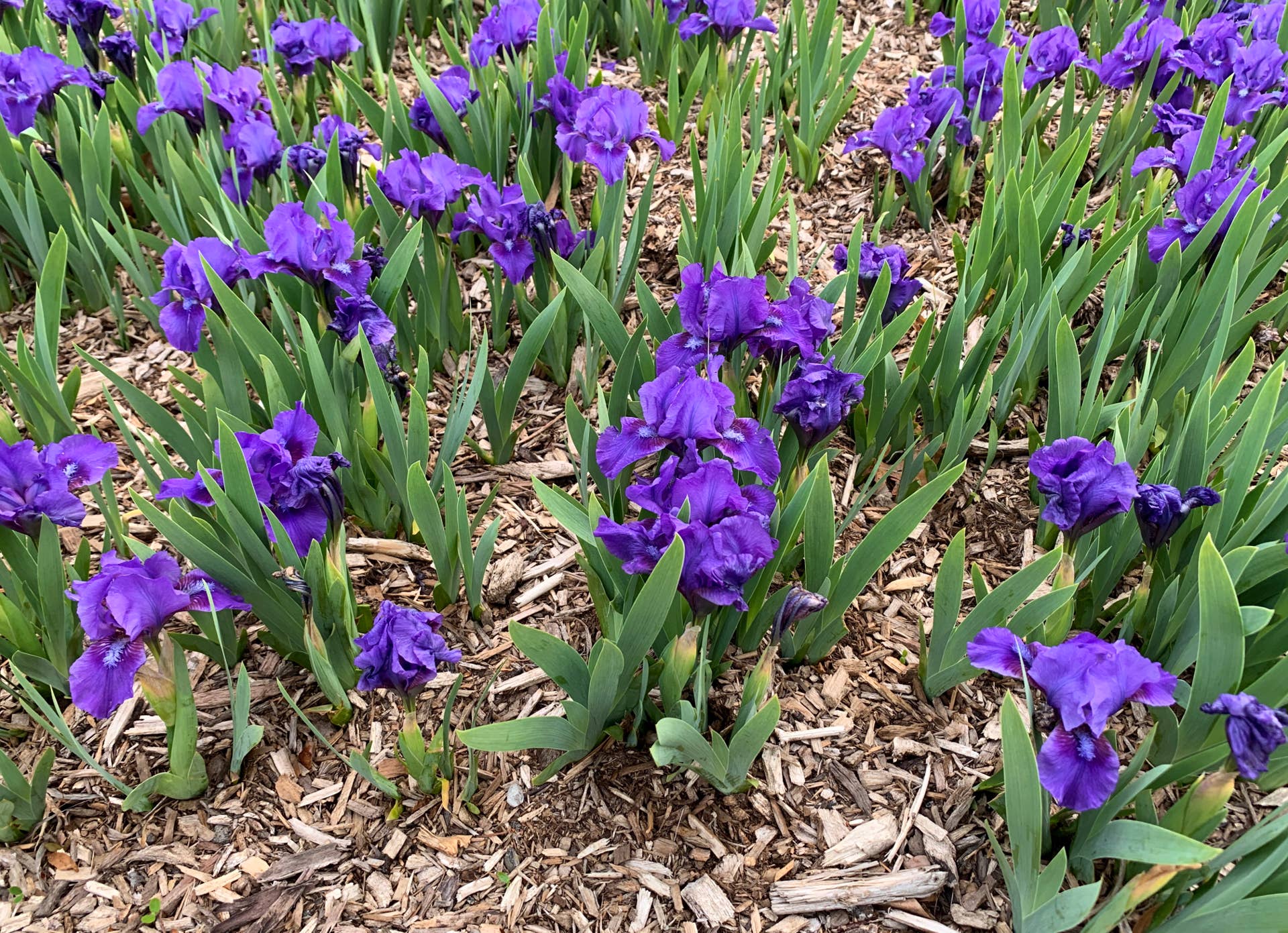 How to Grow and Care for Irises, According to Gardening Experts - Dengarden