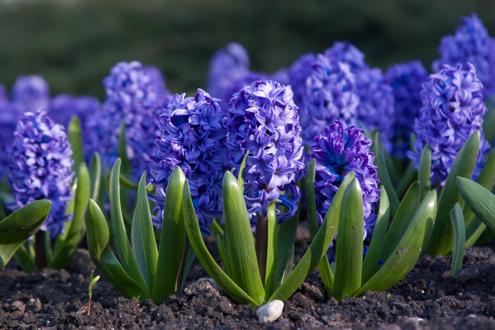 How to Grow and Care for Hyacinths, According to Gardening Experts ...