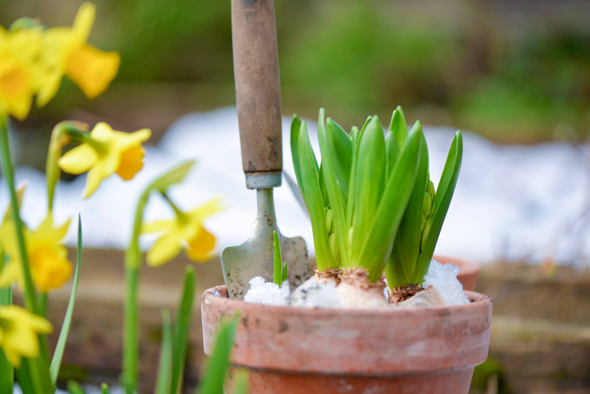 How to Grow and Care for Hyacinths, According to Gardening Experts ...