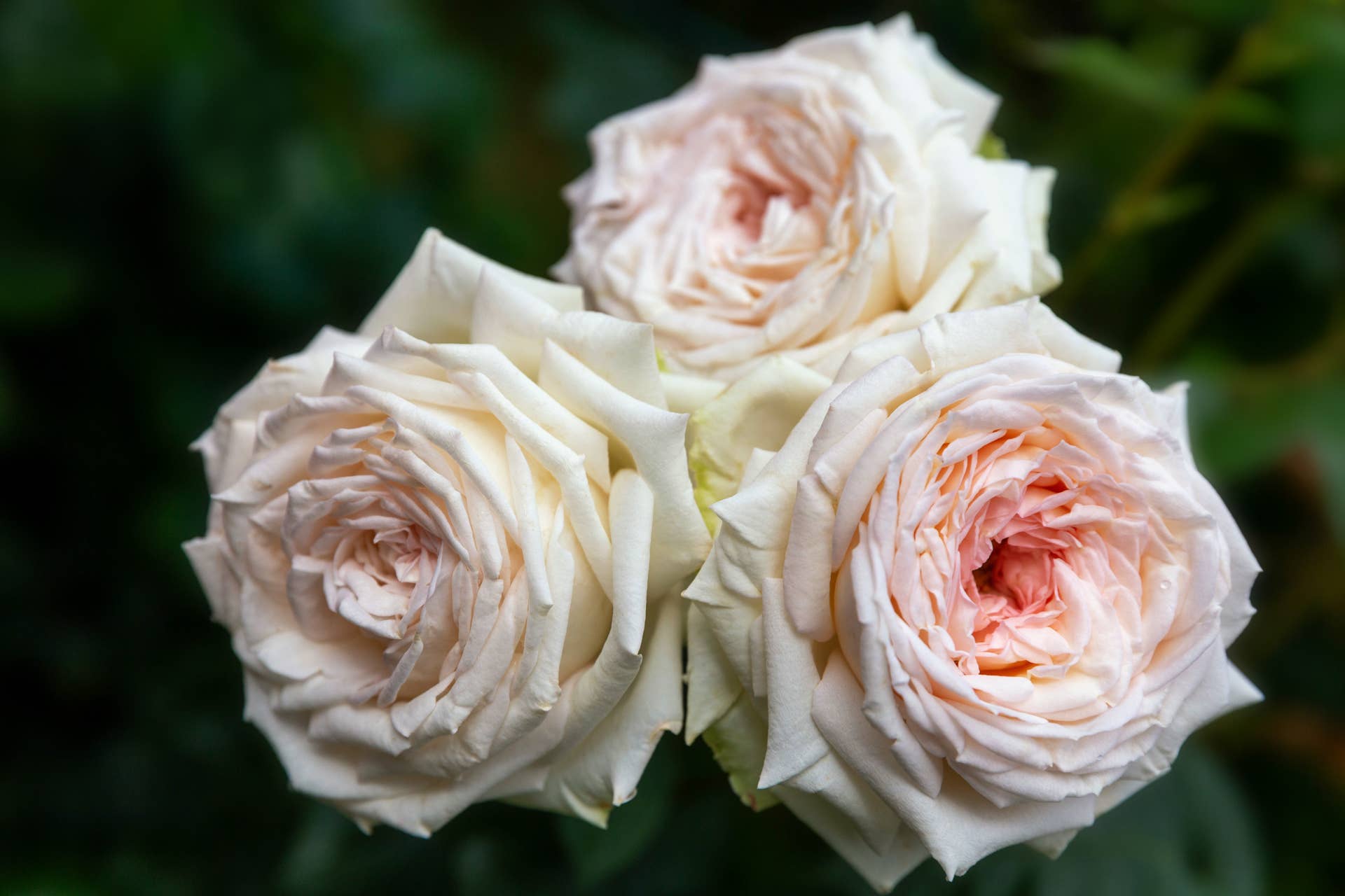 Roses 101: The 3 Rose Types Every Gardener Should Know - Dengarden