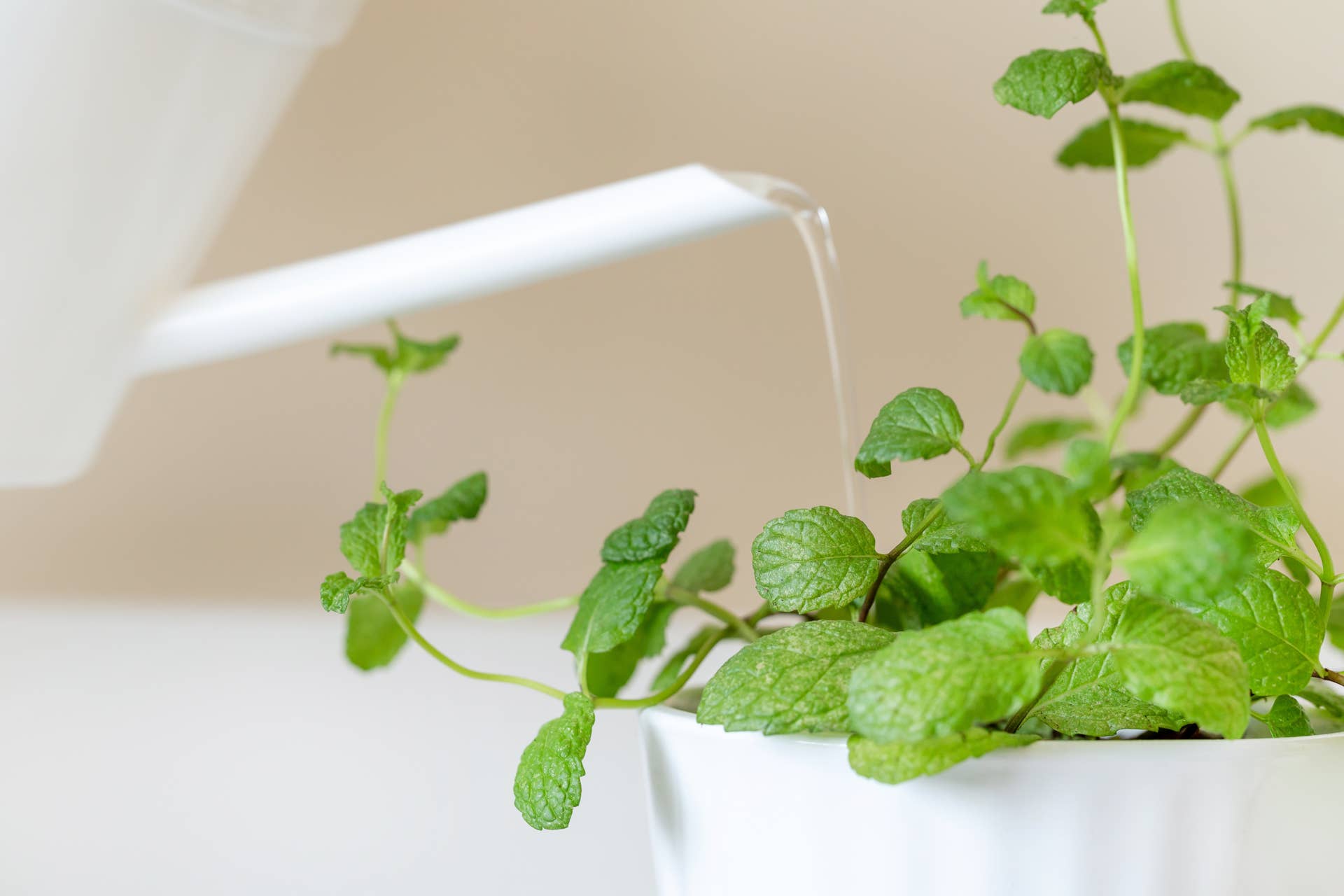Skip the Soil—These 10 Plants Grow Perfectly in Water - Dengarden