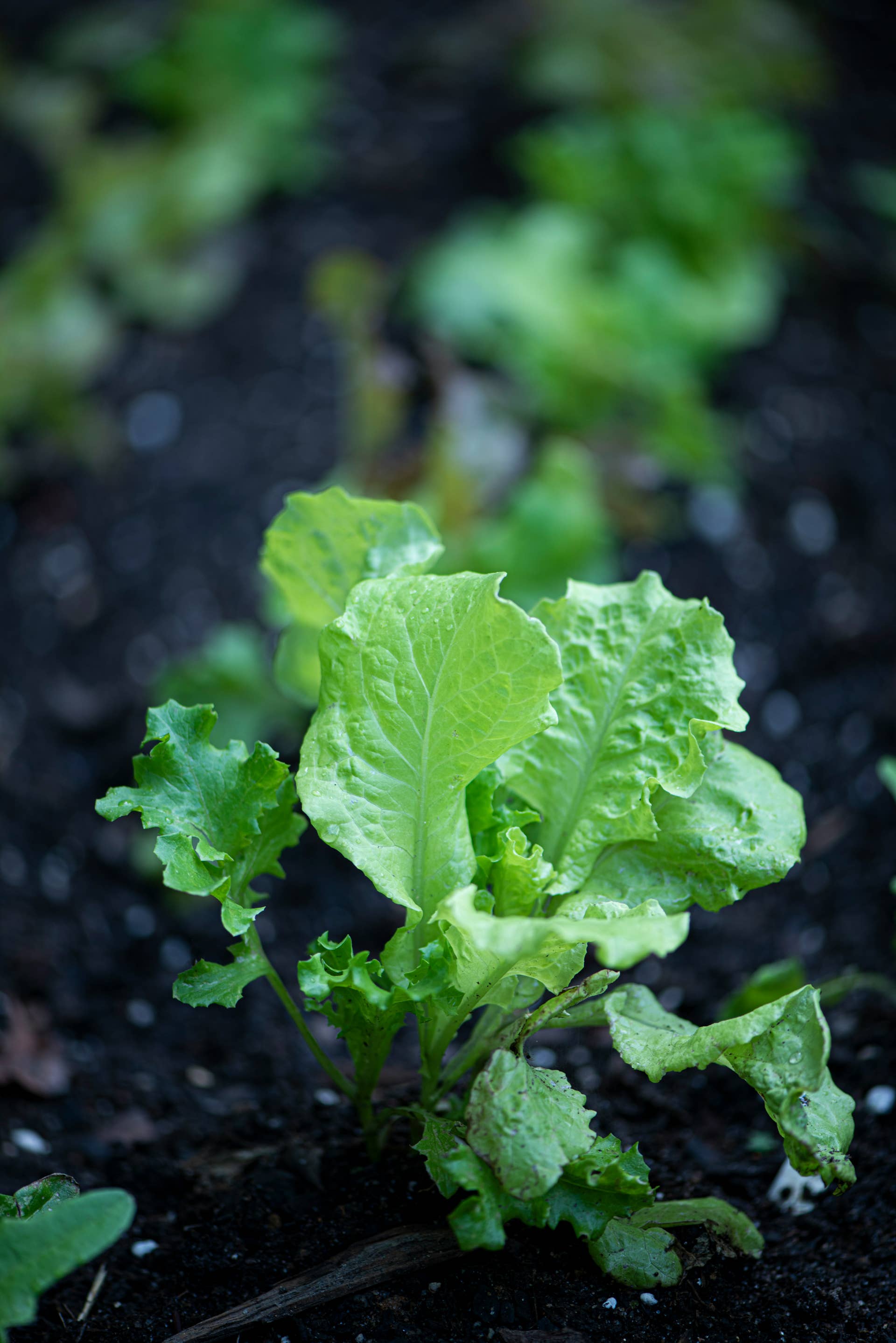 7 Vegetable Seeds to Direct Sow in May - Dengarden