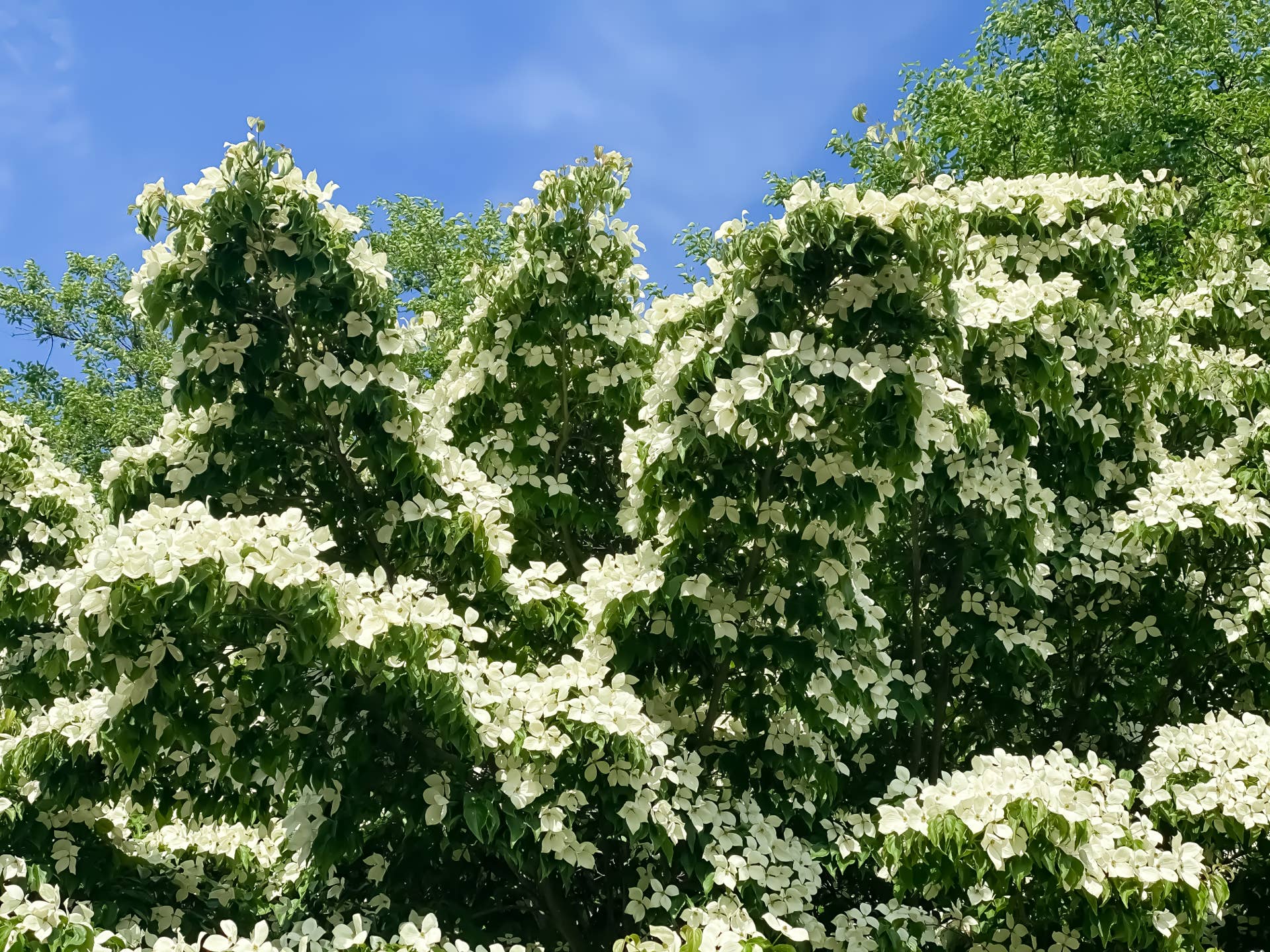 How to Plant and Care for Dogwood Trees in Your Yard - Dengarden