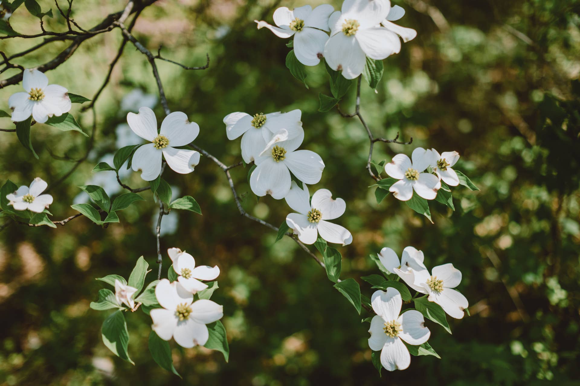 How to Plant and Care for Dogwood Trees in Your Yard - Dengarden