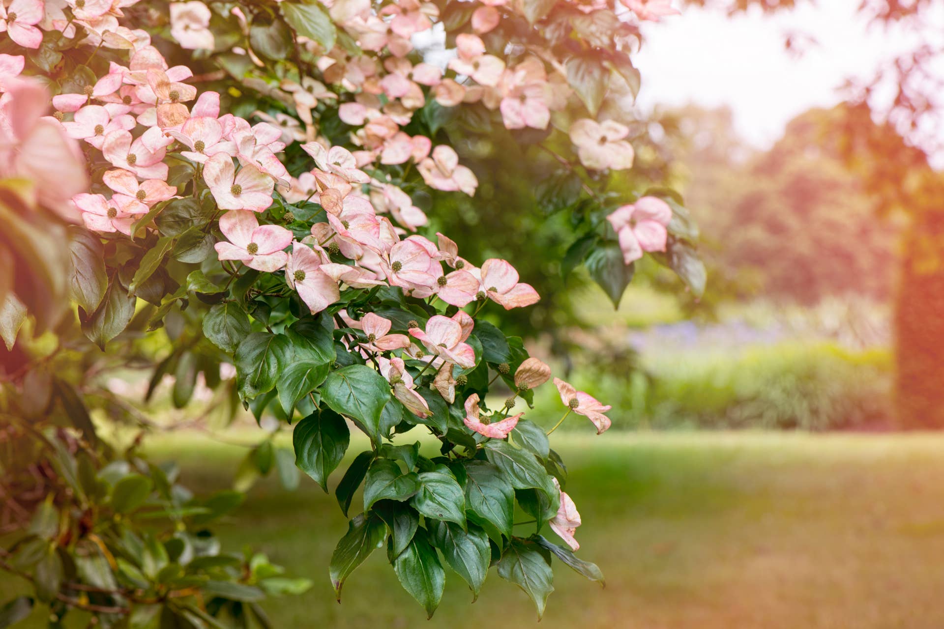 How to Plant and Care for Dogwood Trees in Your Yard - Dengarden