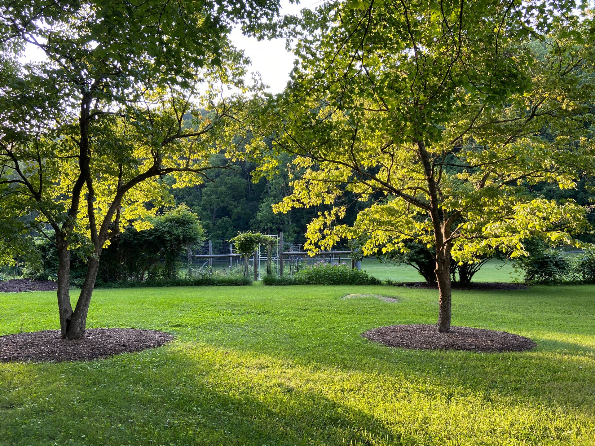 How to Plant and Care for Dogwood Trees in Your Yard - Dengarden