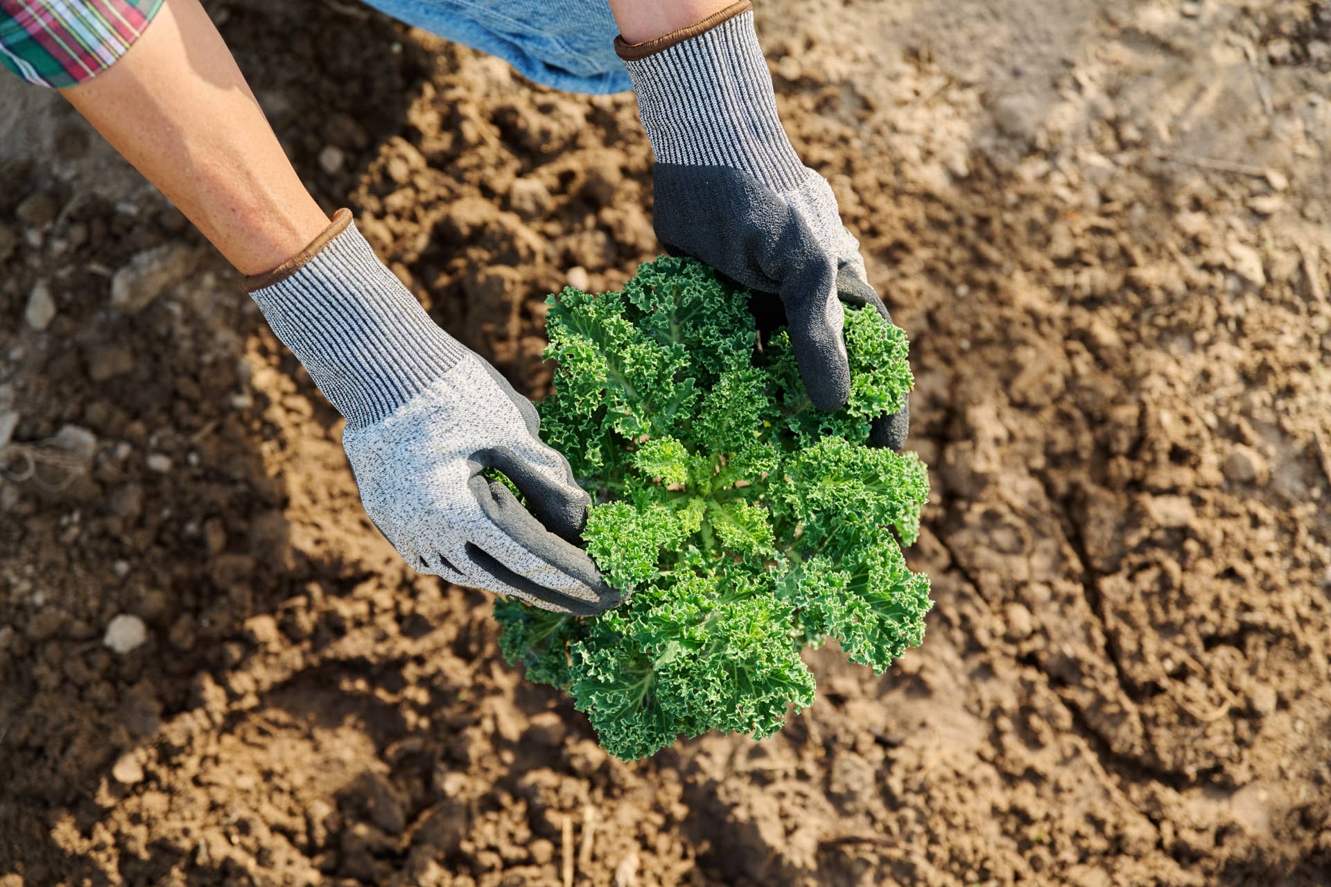 Easiest Plants to Grow in Spring: Beginner-Friendly Gardening Tips ...