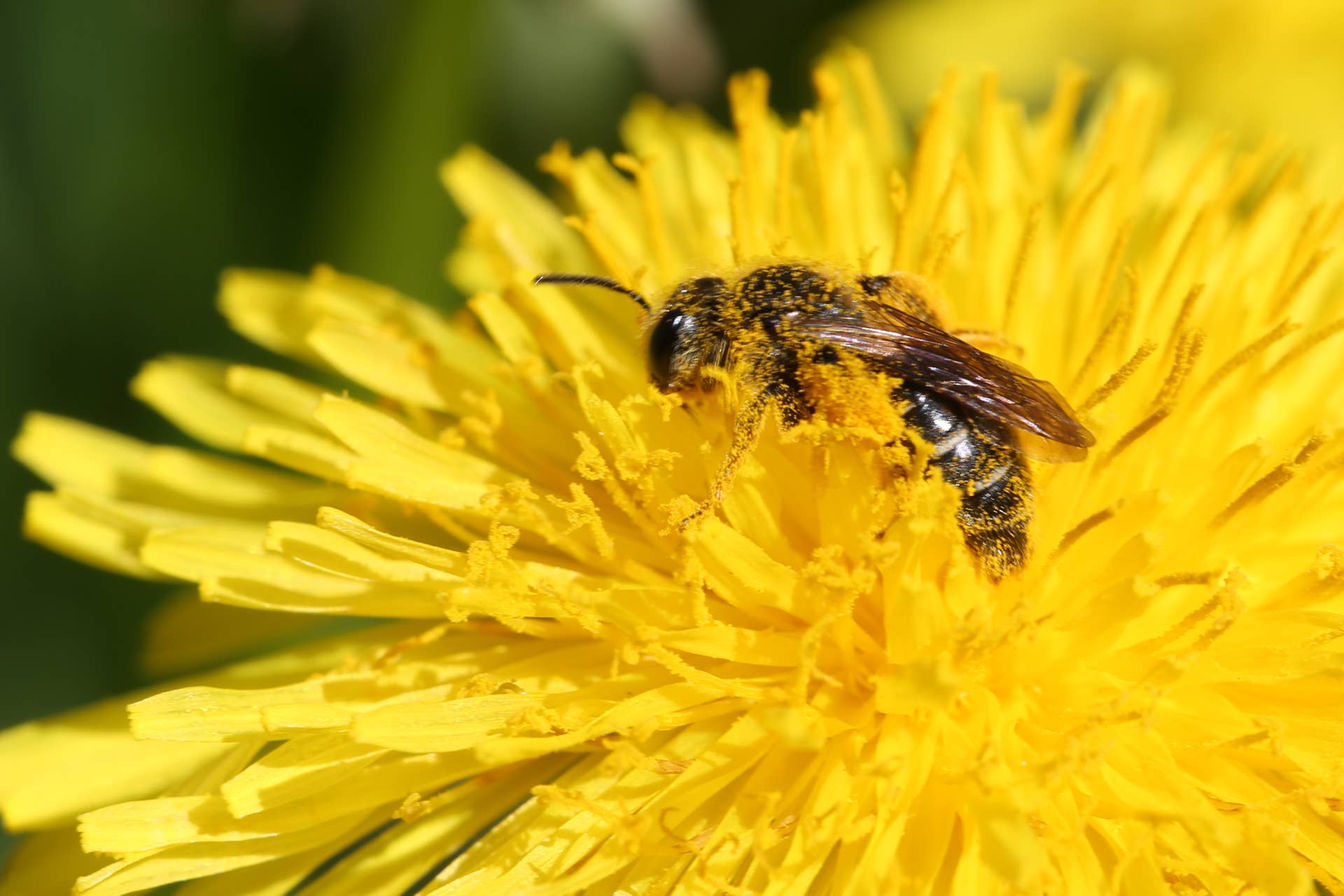 See How a DIYer Turned a Planter Into a Pool for Bees - Dengarden