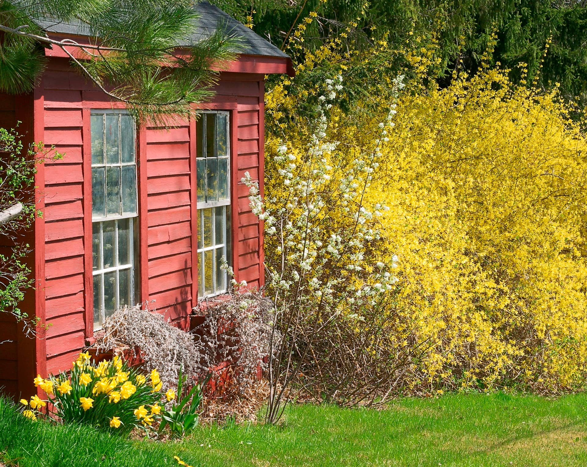 Crabgrass Preventer Timing: The Forsythia Bloom Rule - Dengarden