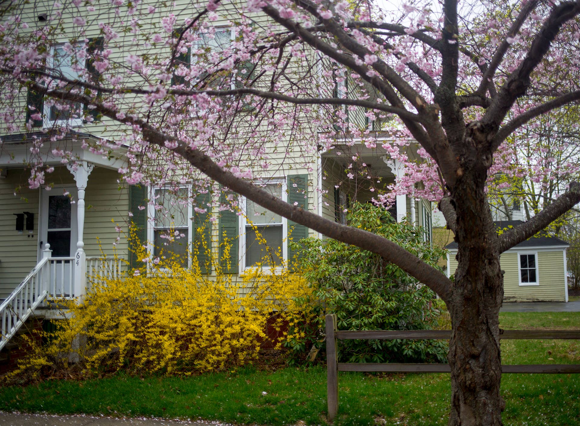 Crabgrass Preventer Timing: The Forsythia Bloom Rule - Dengarden