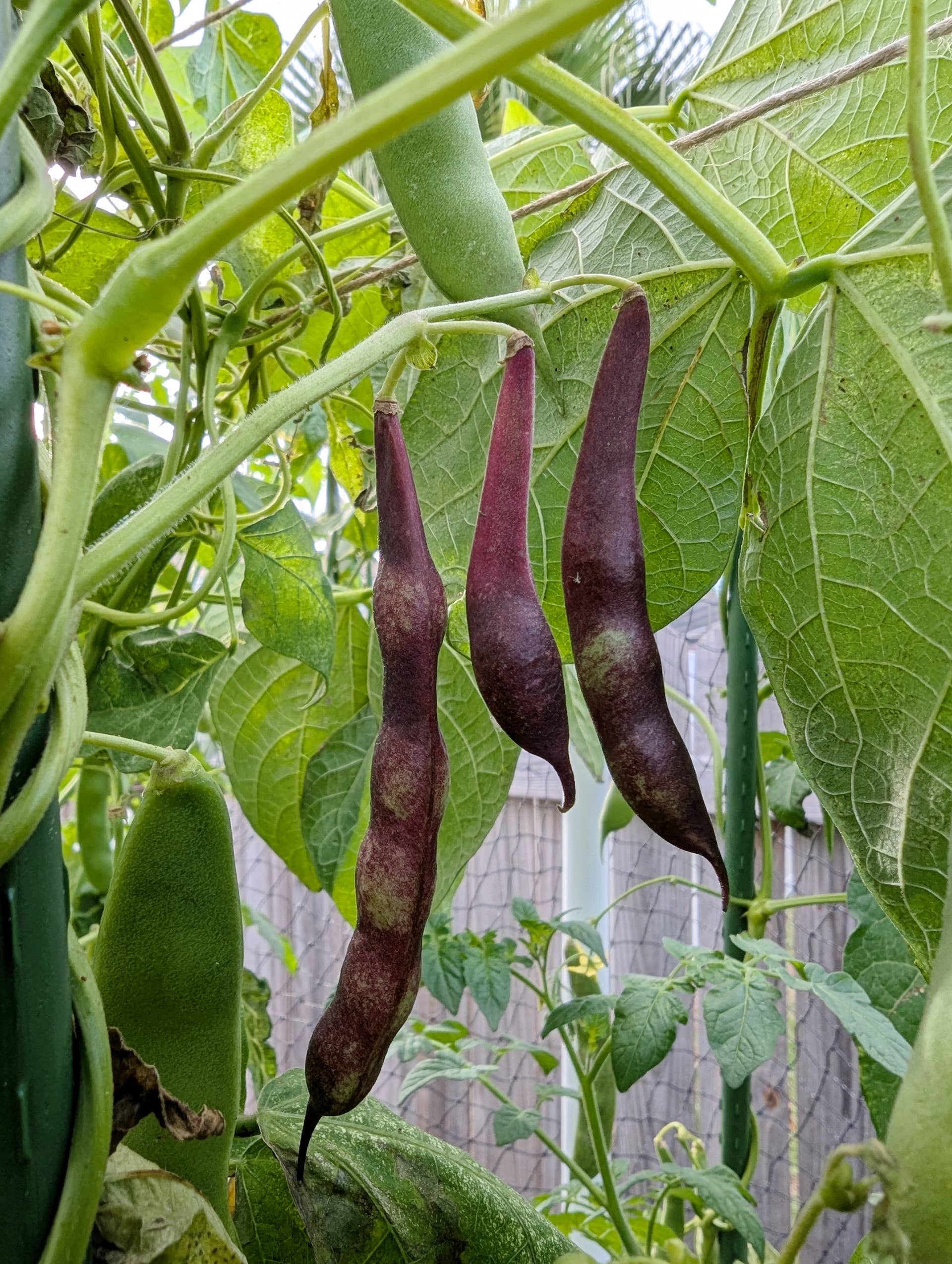 The 2026 Garden Must-Grow Plant List - Dengarden