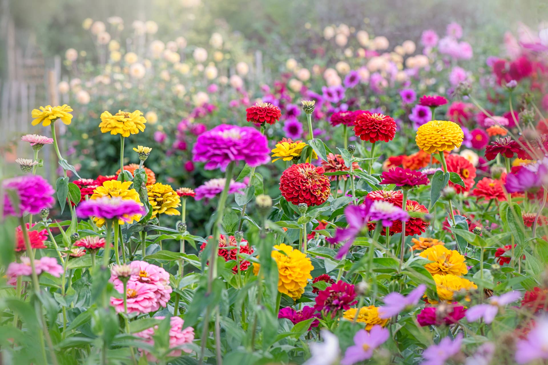 What to Plant in April, No Matter Where You Live - Dengarden