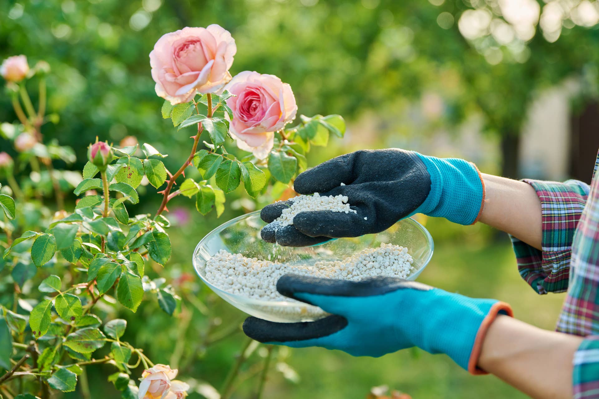 How to Fertilize Roses: A Complete Guide to When, How and What to Feed ...